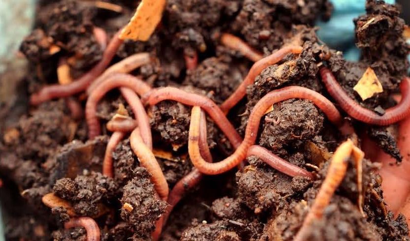 Feeding the Worms | bunch