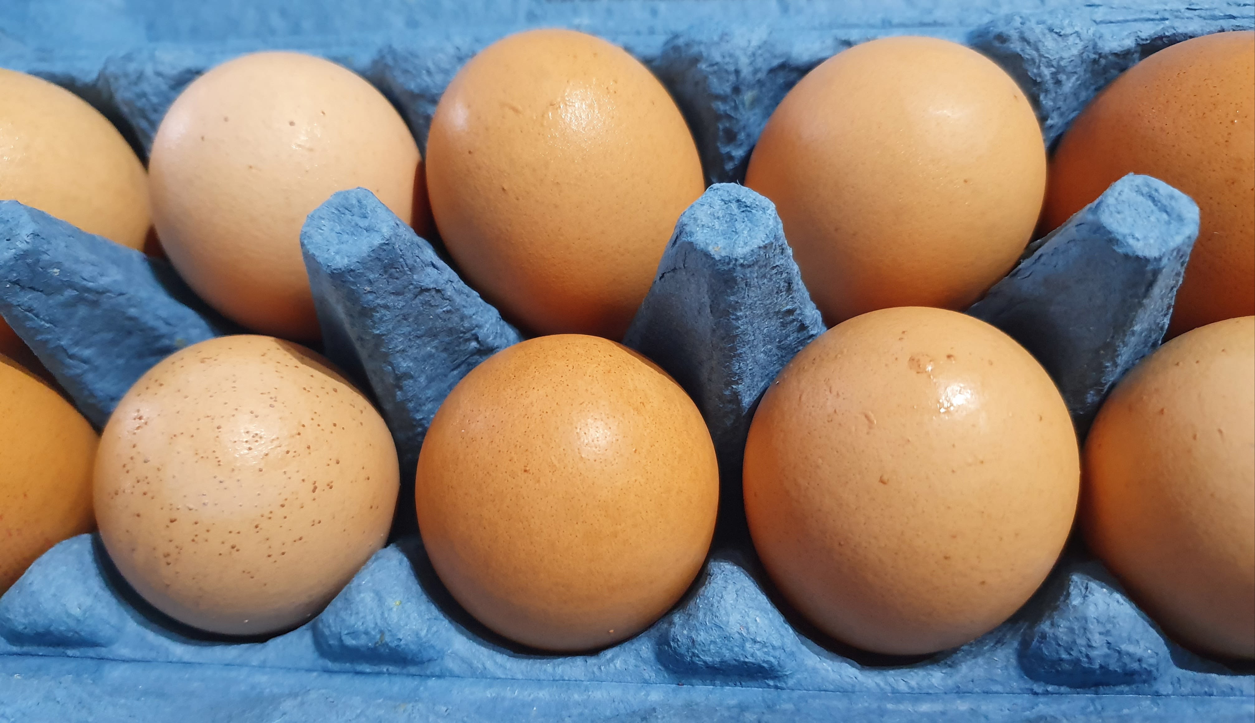 The other half of an egg | bunch