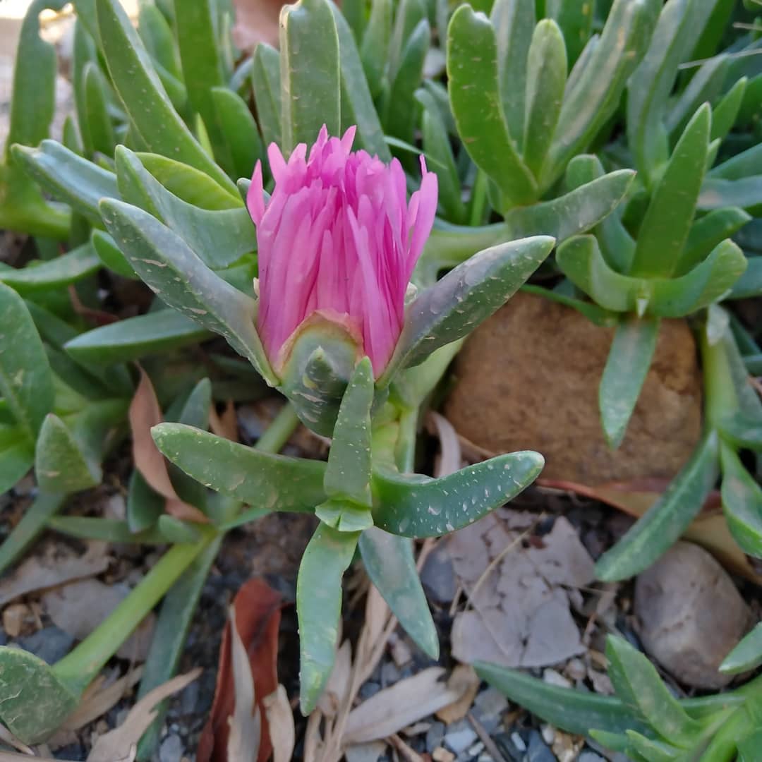 Bush Tucker In Our Garden, On Our Plates | bunch