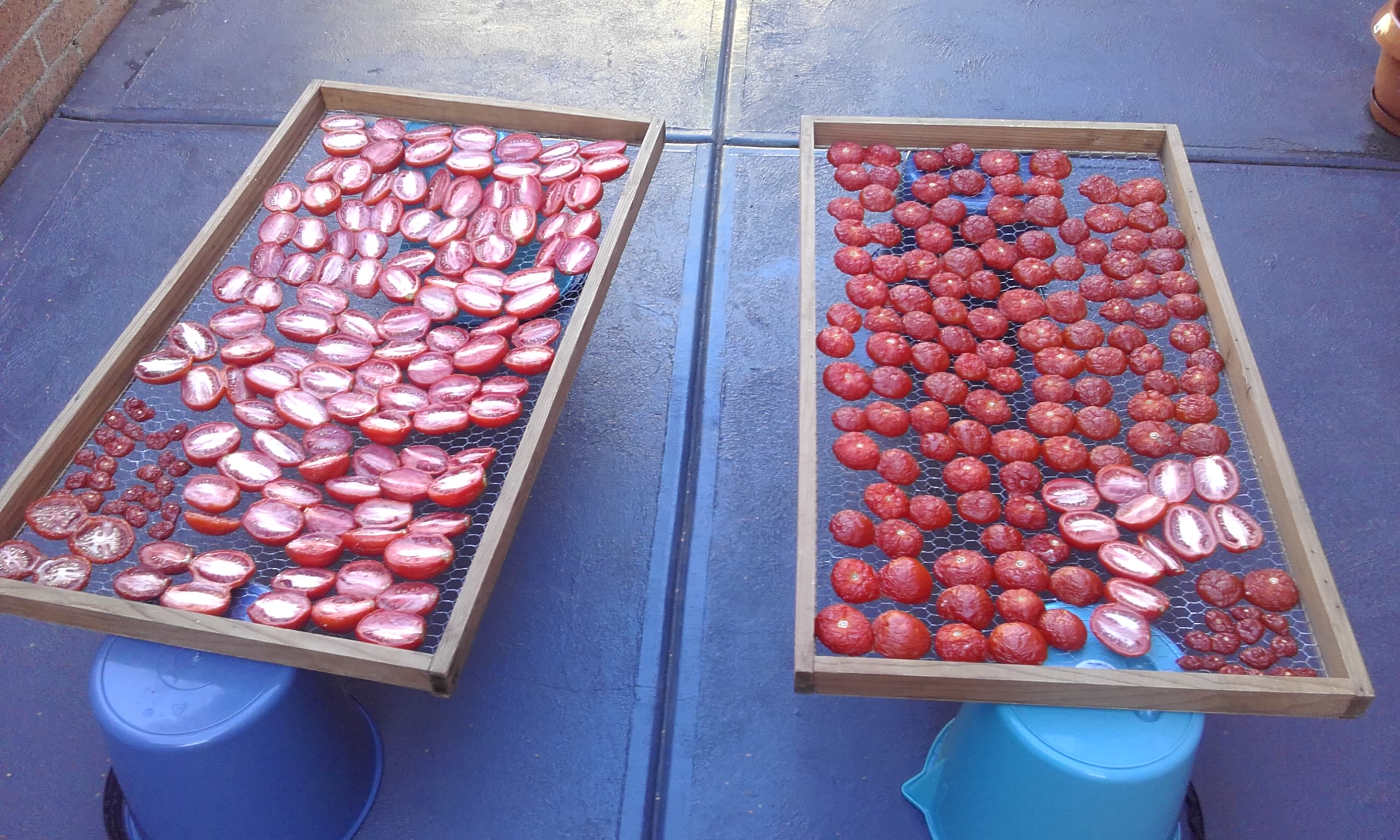 Drying and Preserving Tomatoes | bunch