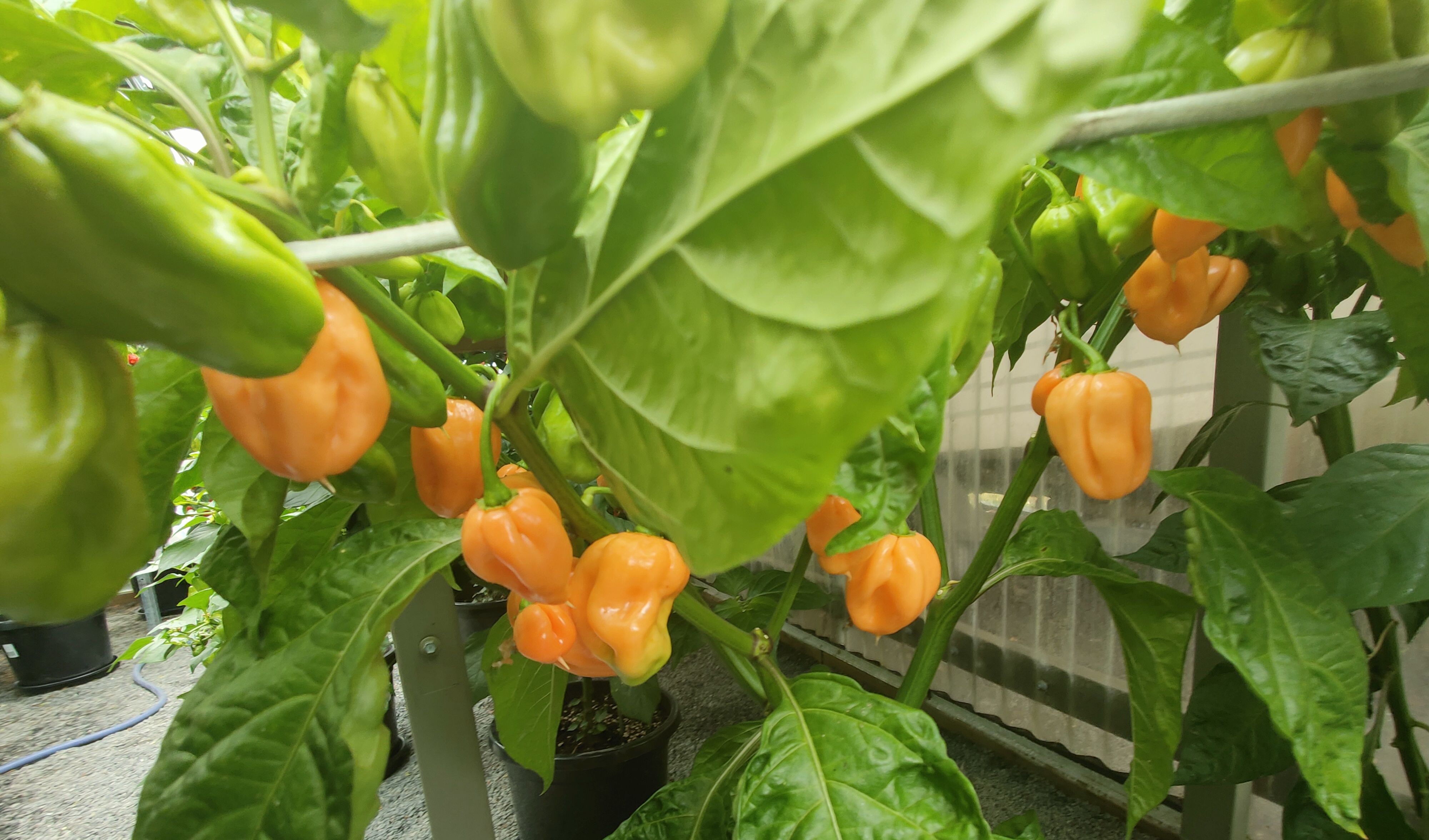 The Chilli Way | bunch