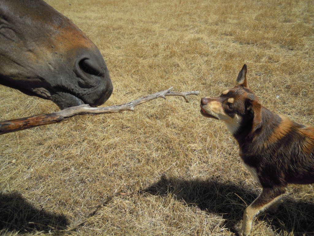 What animals do you have? | bunch