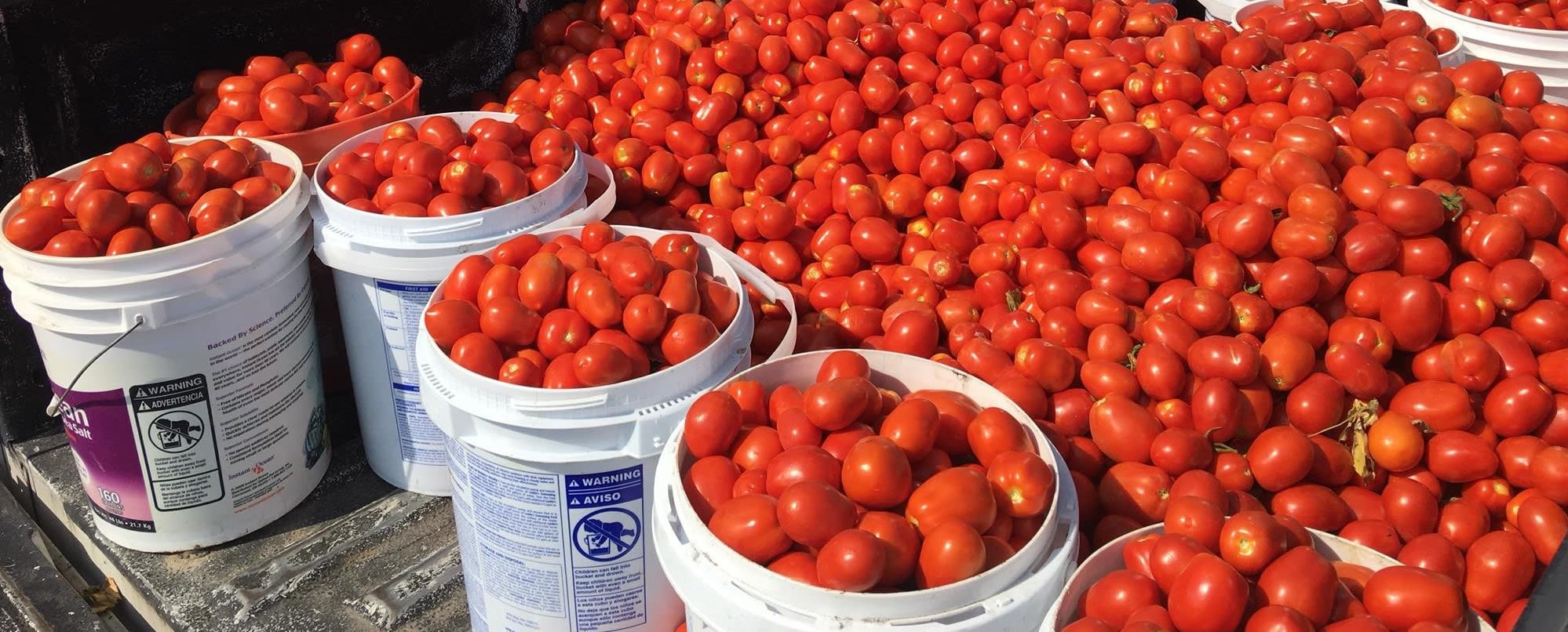 La Tomatina (Tomato Throwing Festival) | bunch