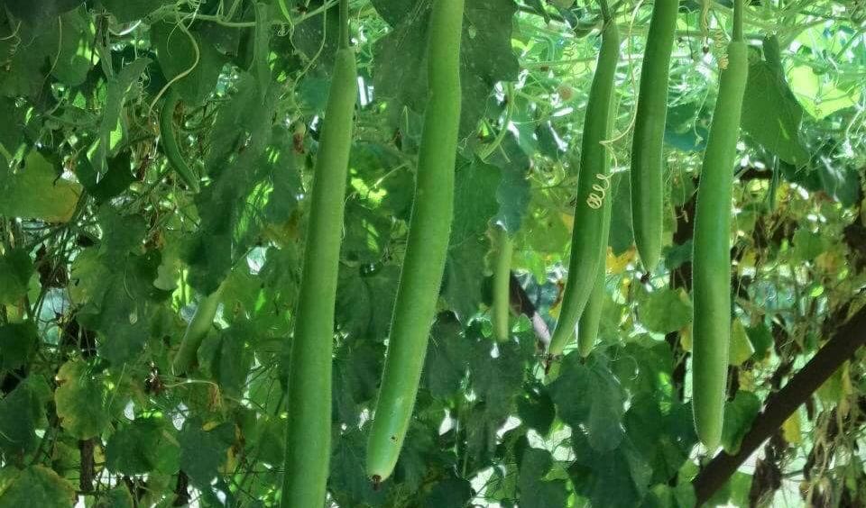 The Sicilian Cucuzza | bunch