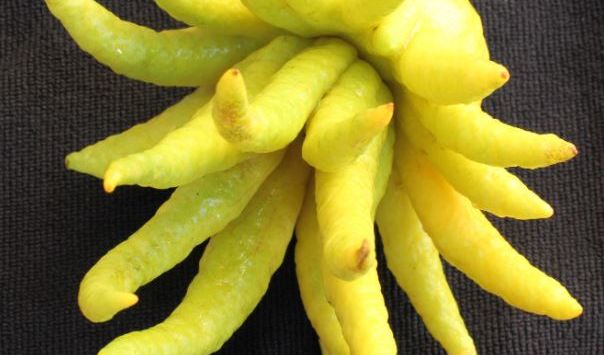 Buddha's Hand | bunch