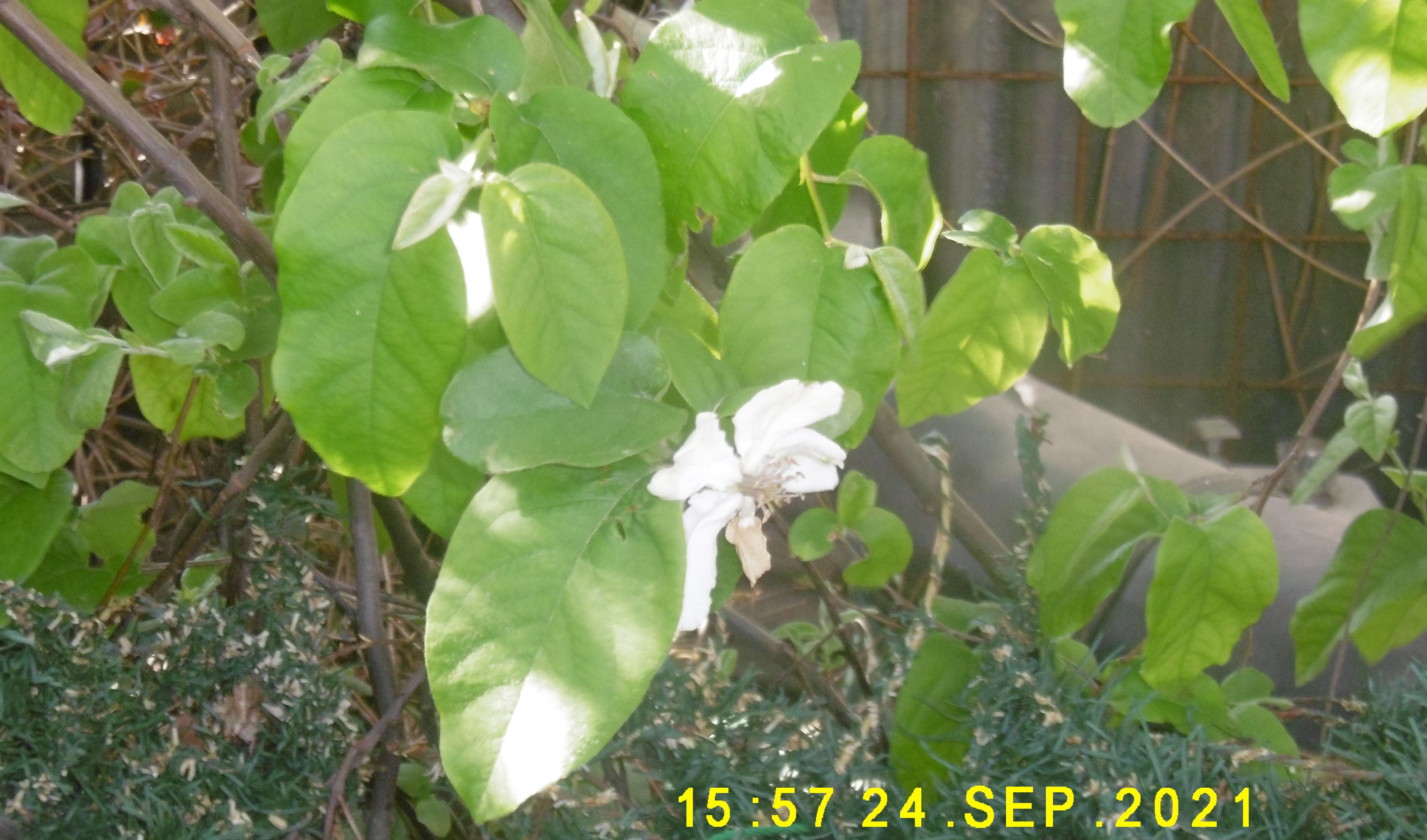 Quince | bunch