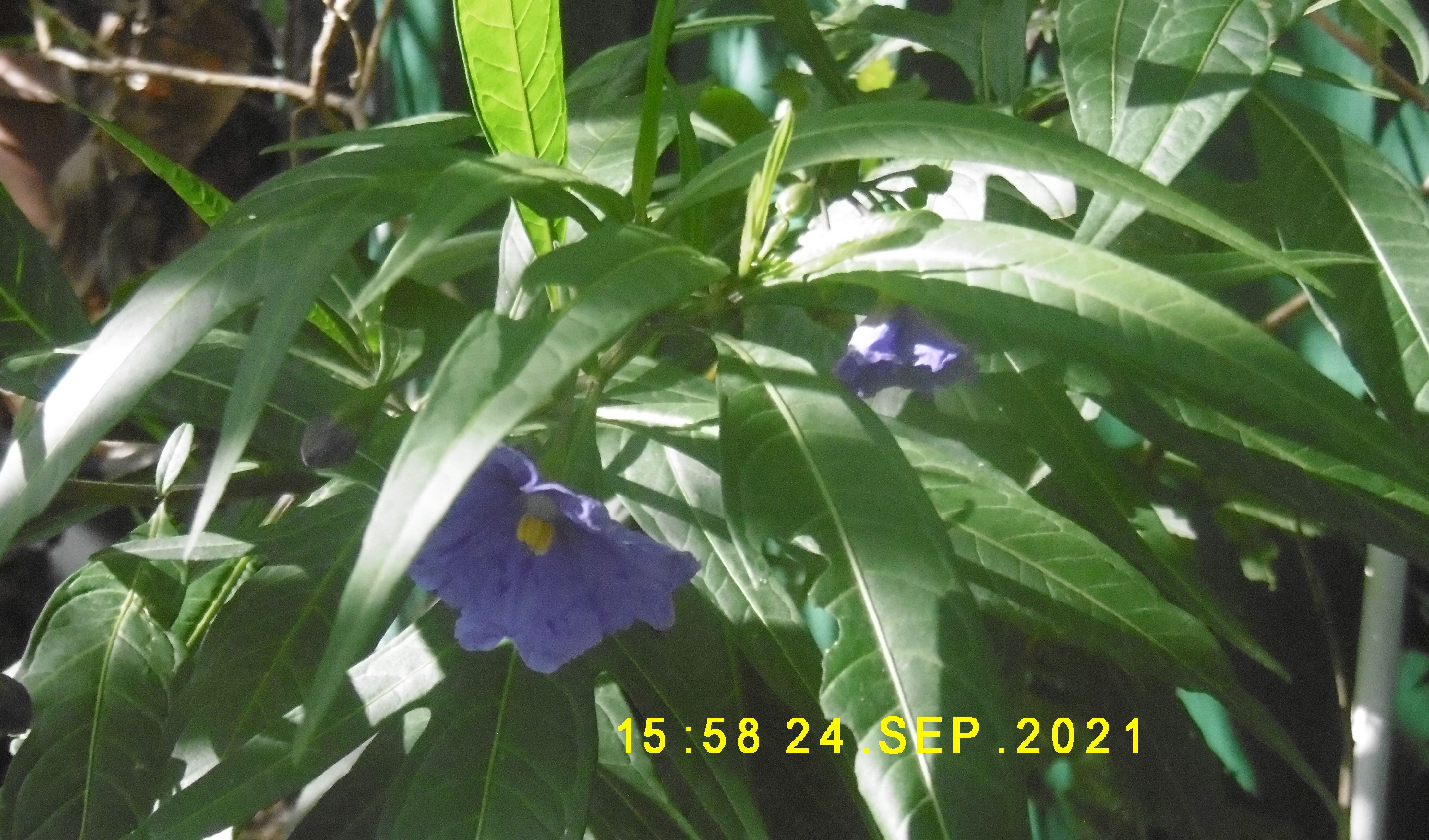 Kangaroo Apple | bunch