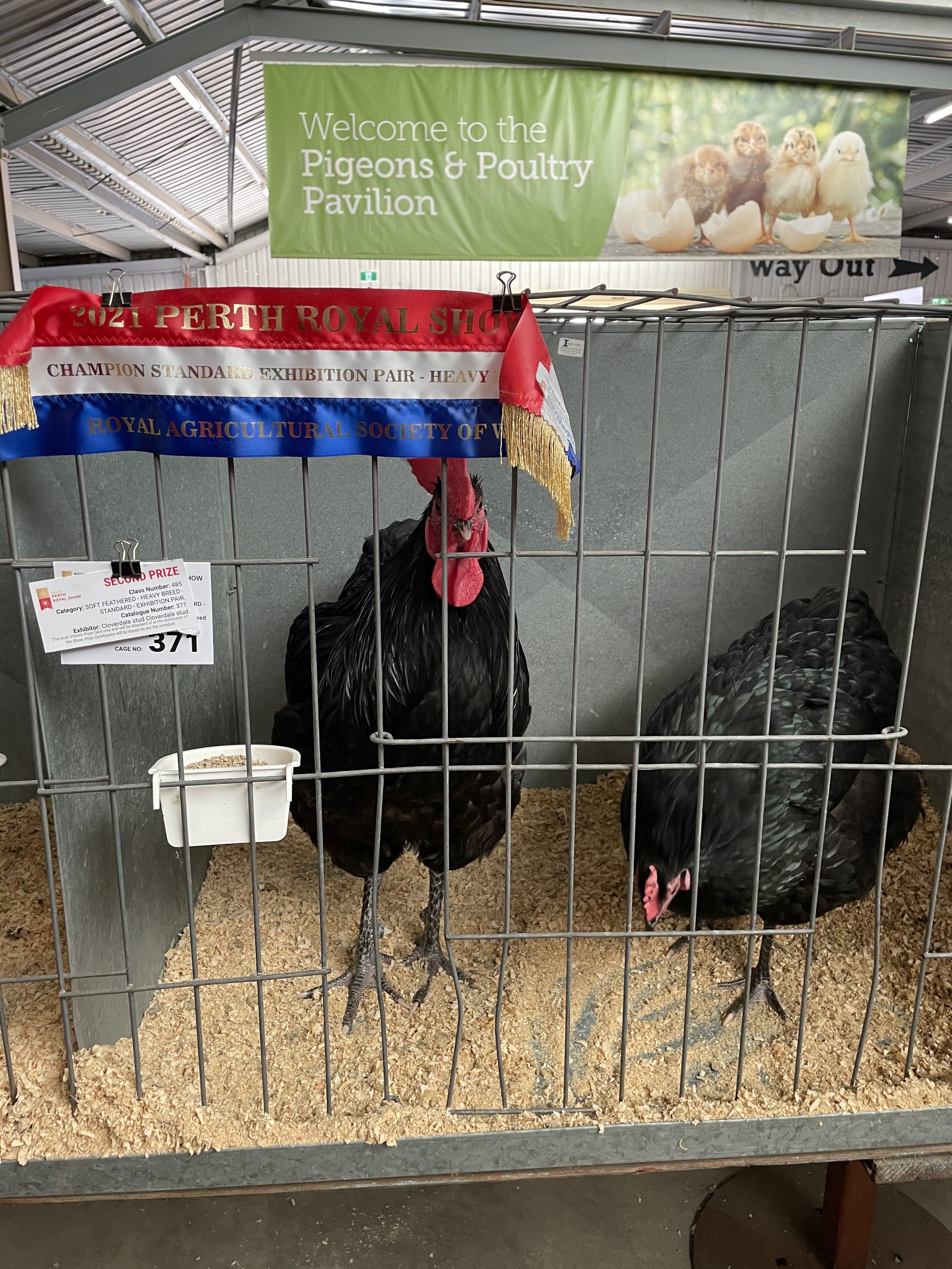Poultry For the win at Perth Royal Show | bunch