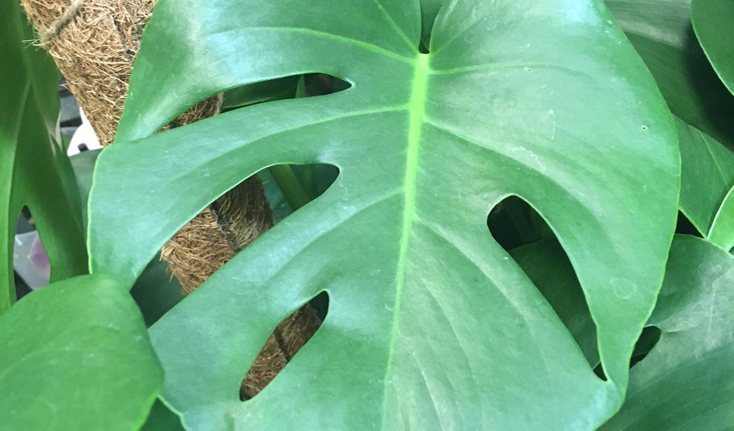 Monstera fruit | bunch