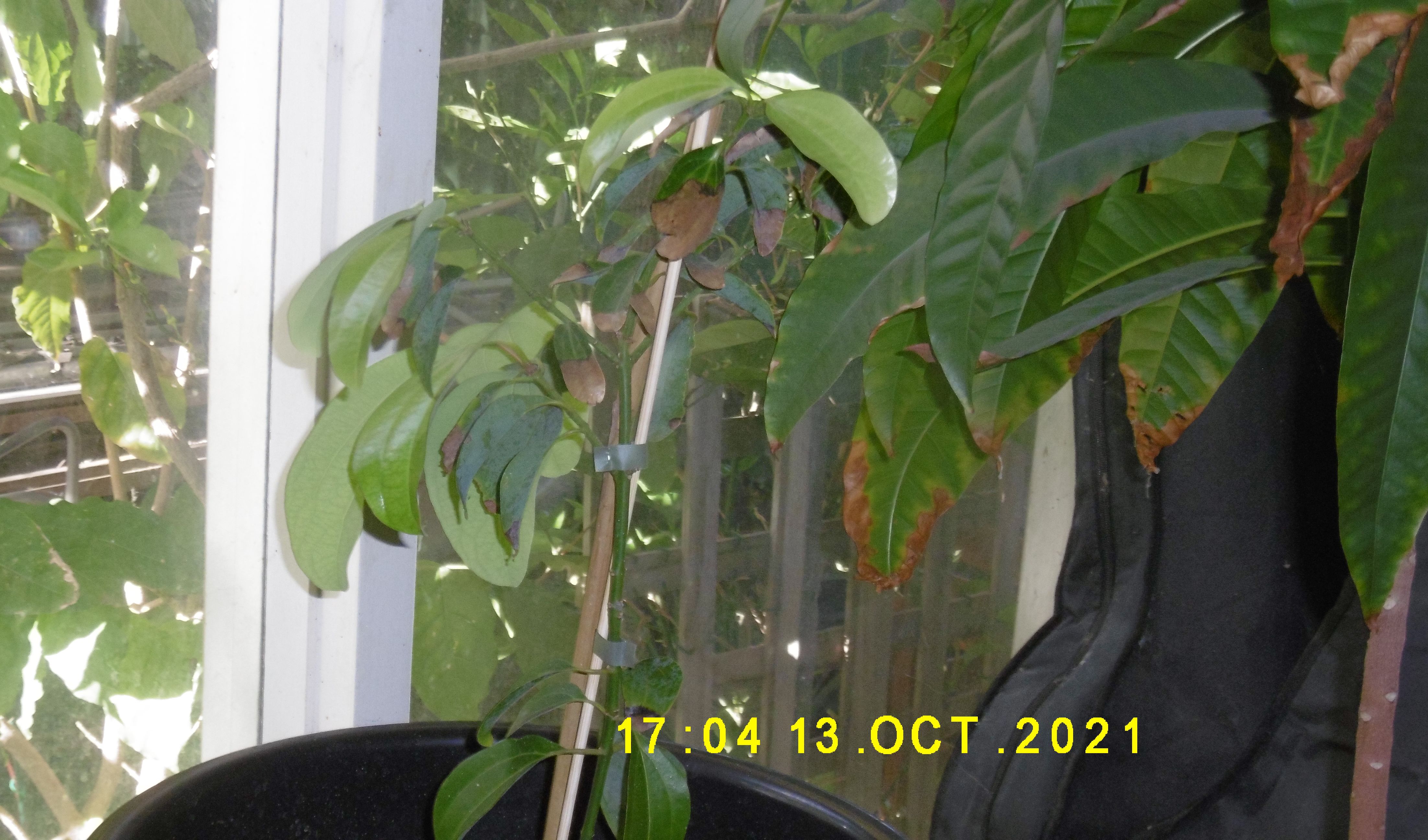 Cinnamon Tree | bunch