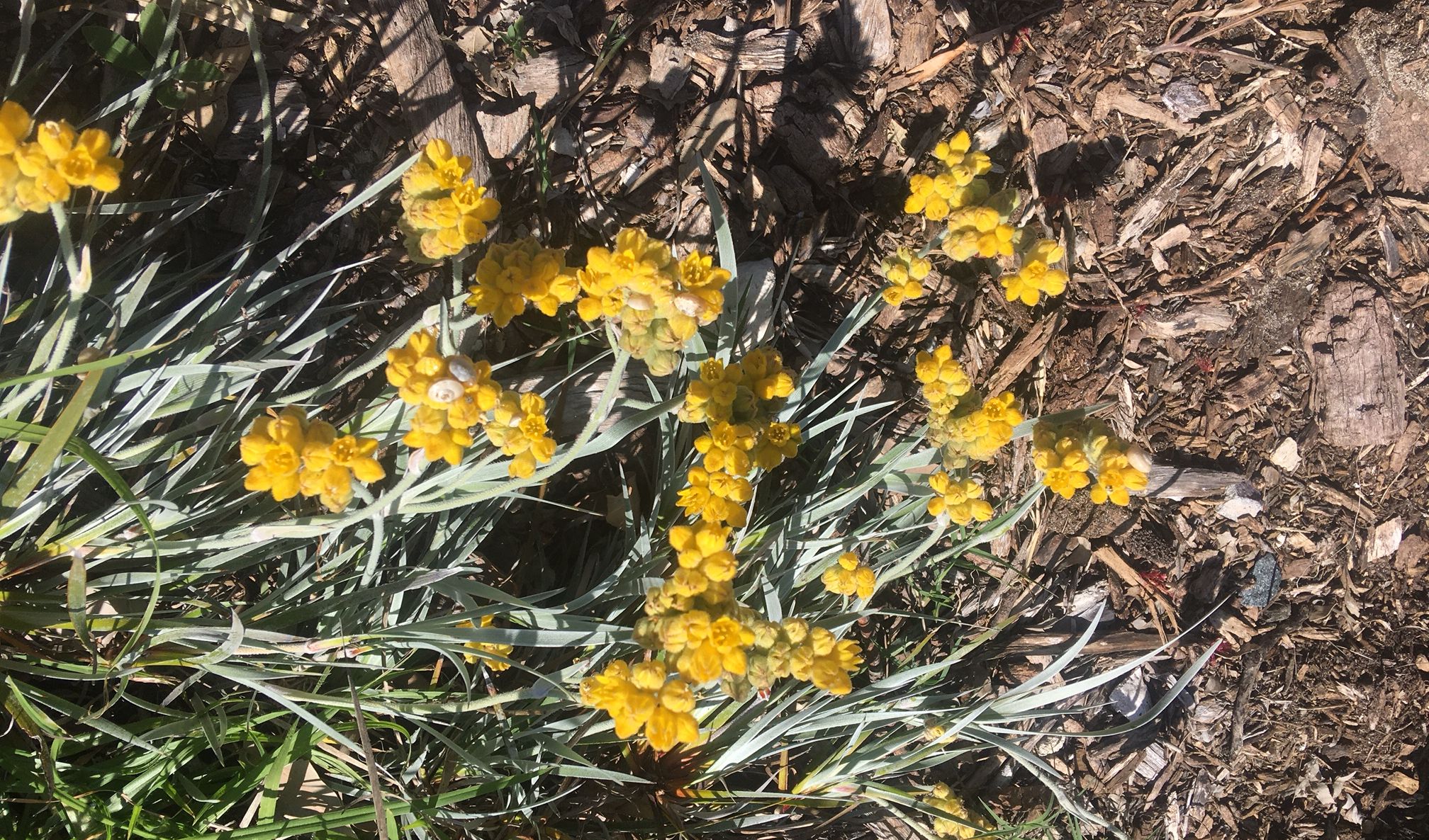 Conostylis candicans | bunch