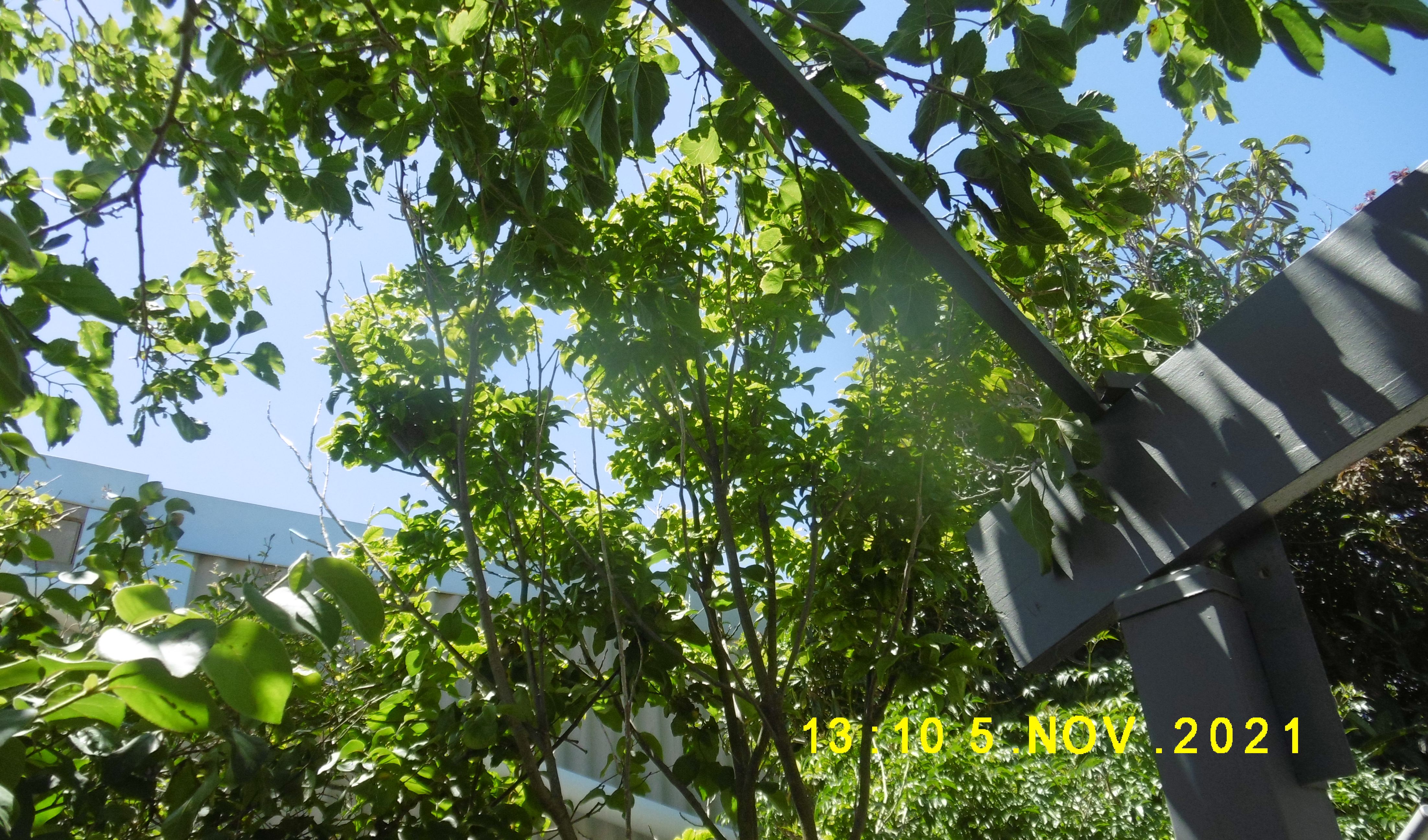 Small-Leaved Tamarind | bunch