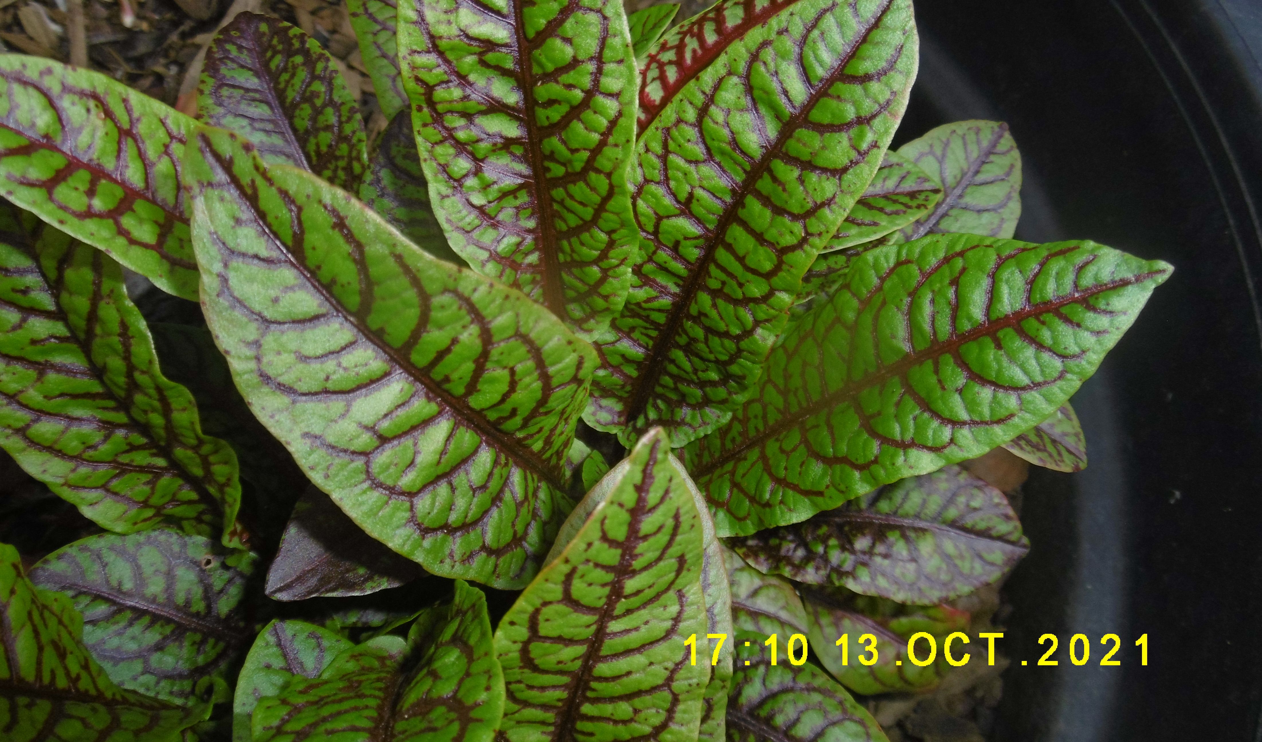 Raspberry Vinaigrette Sorrel | bunch