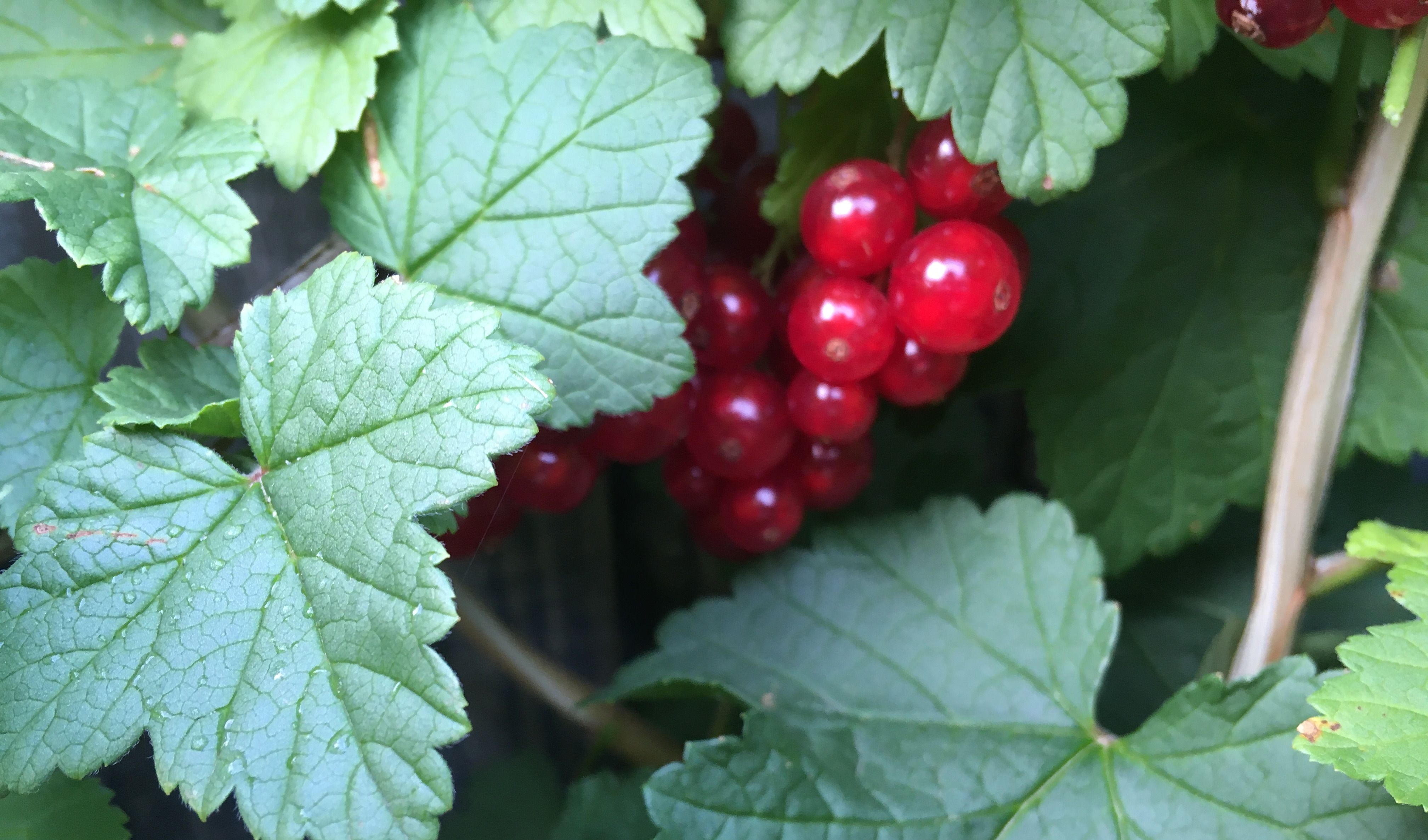 Fastest Jam in the West | bunch