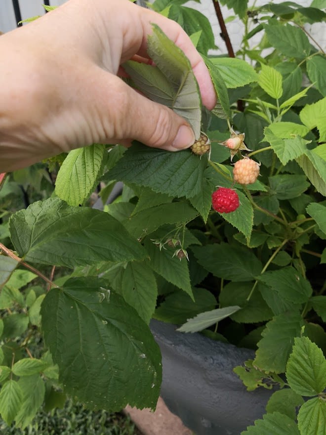 The Story of my Raspberry Bush | bunch