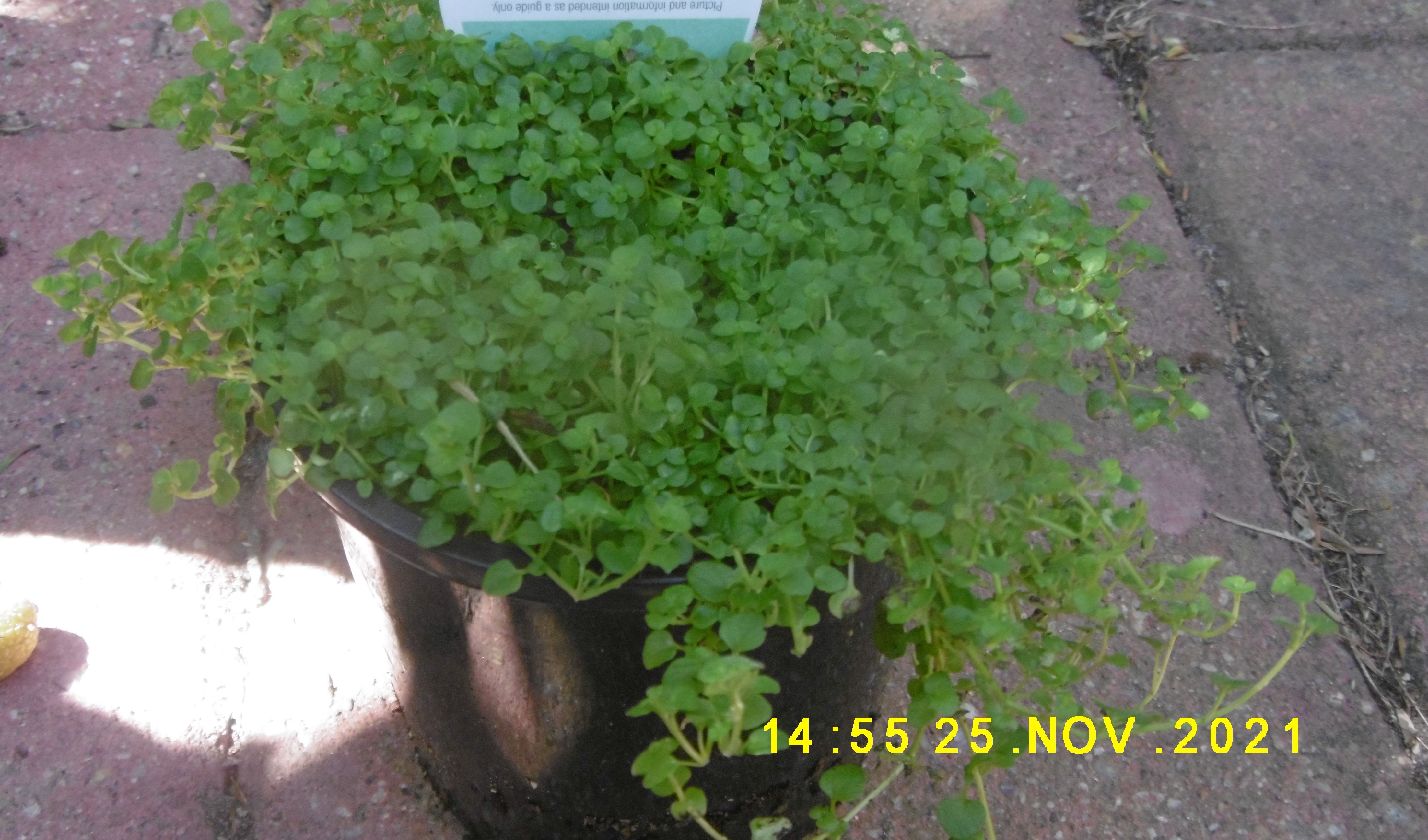 Corsican Mint | bunch