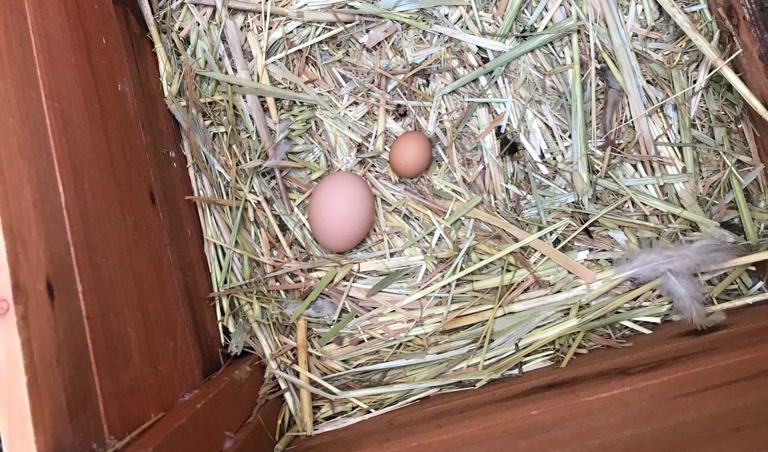 Did an imposter lay a mini egg in our coup?? | bunch