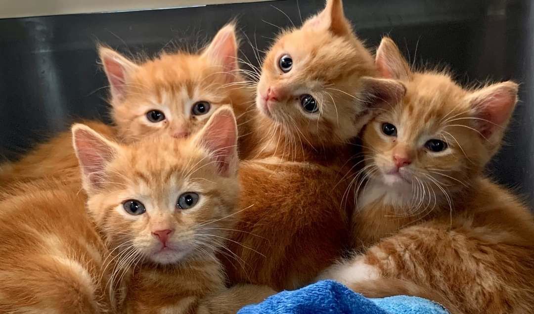Foster Kittens | bunch