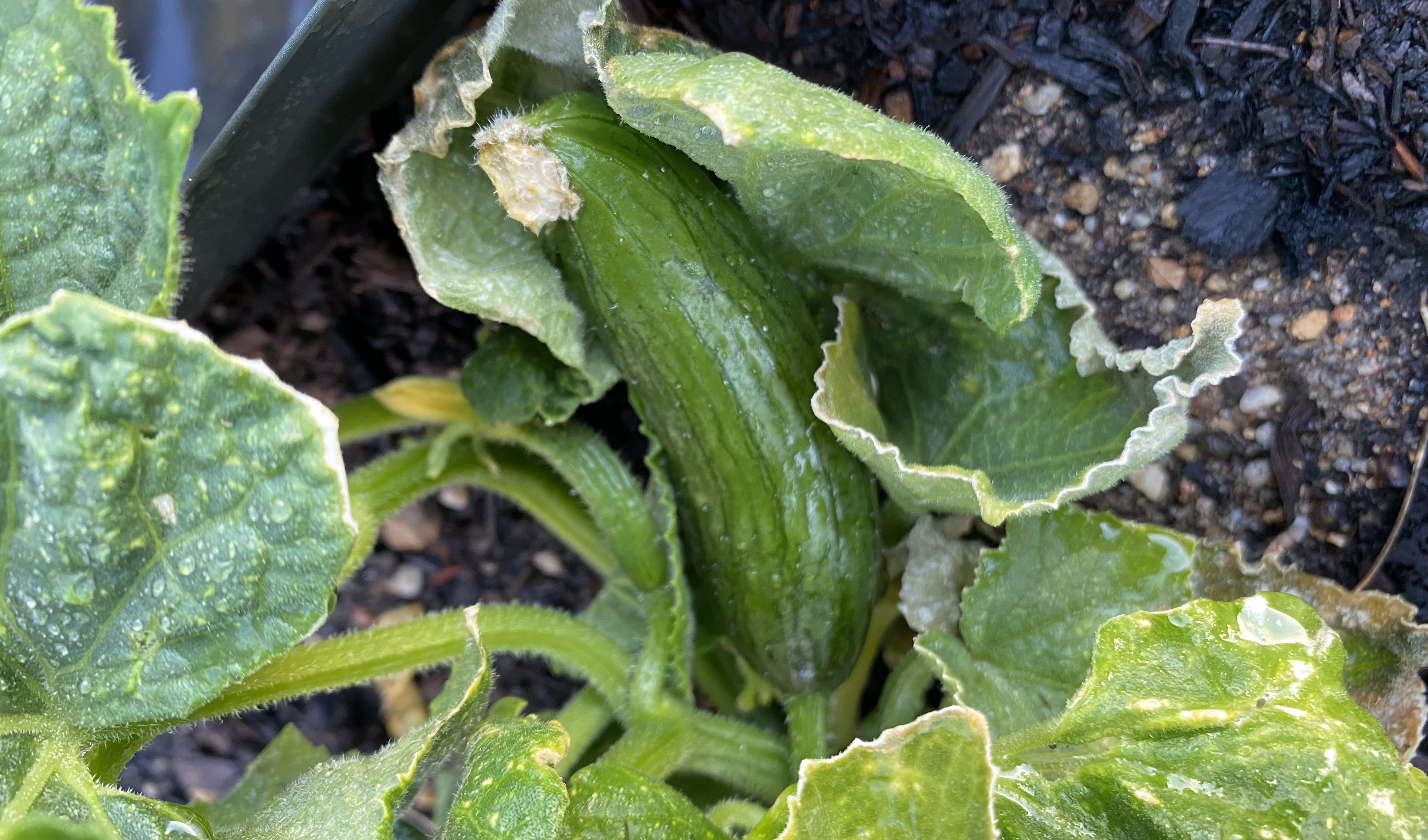 Home Grown Goodness | bunch