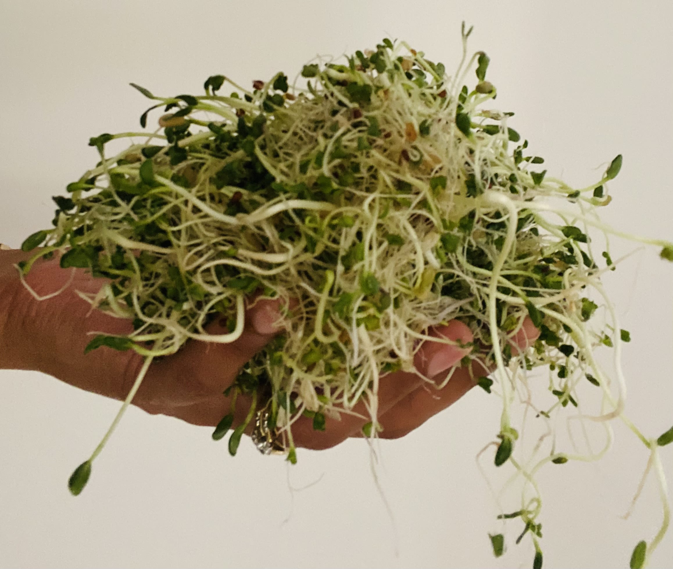 Grow Your Own Sprouts | bunch