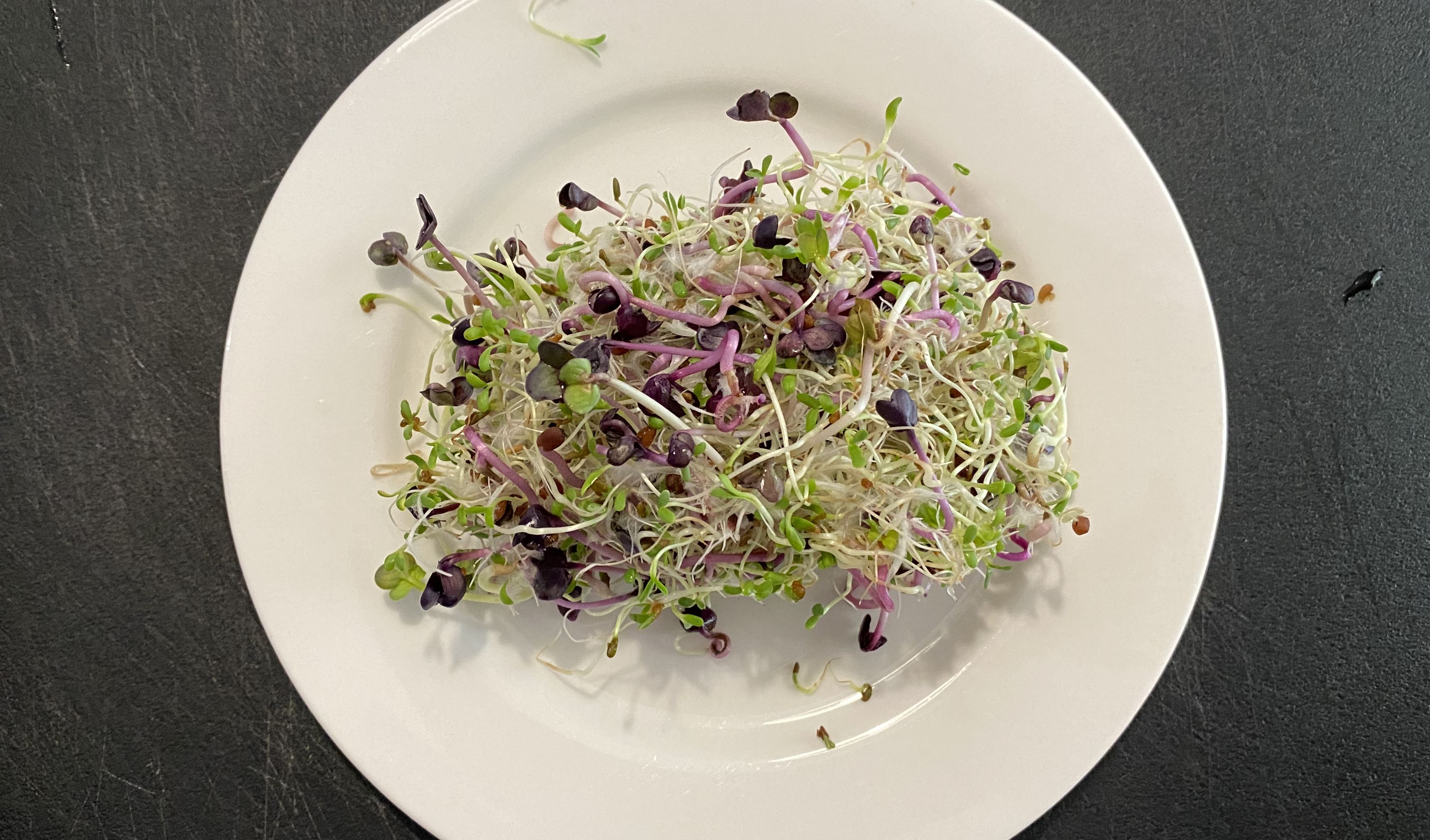 Growing Your Own Sprouts | bunch