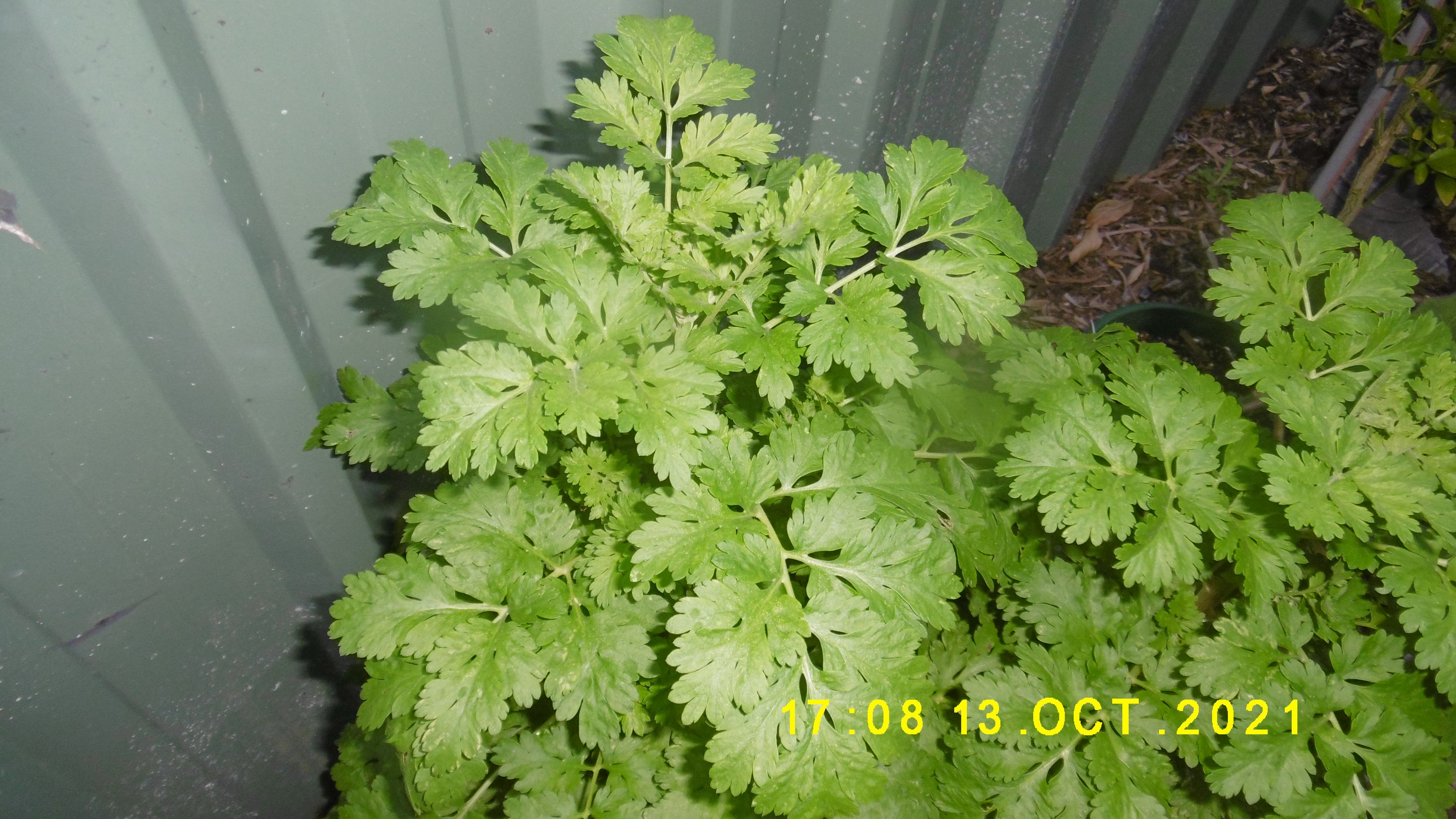 Feverfew | bunch