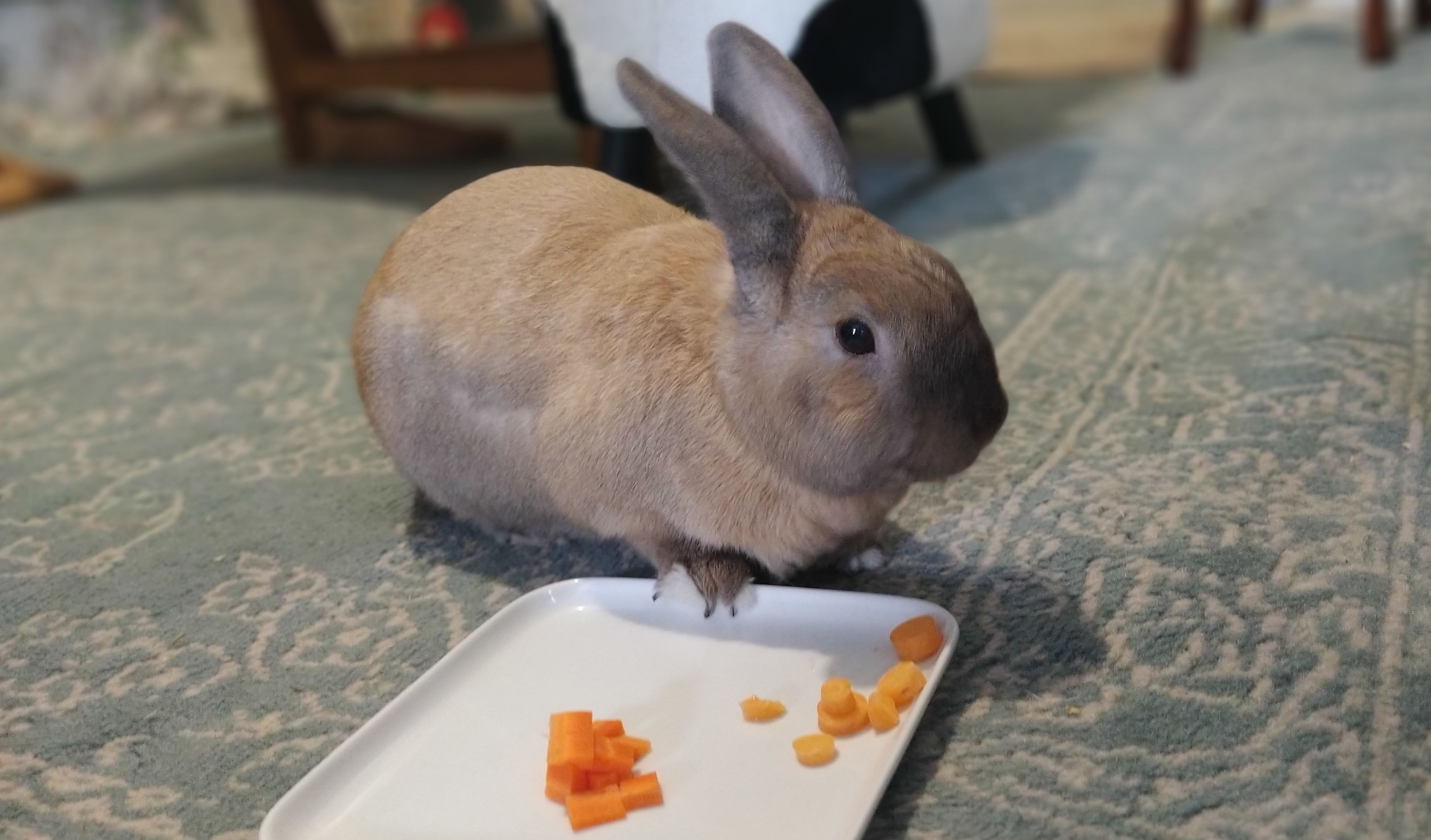 Rabbit Reviews Macro Organic Carrots VS Home Grown | bunch