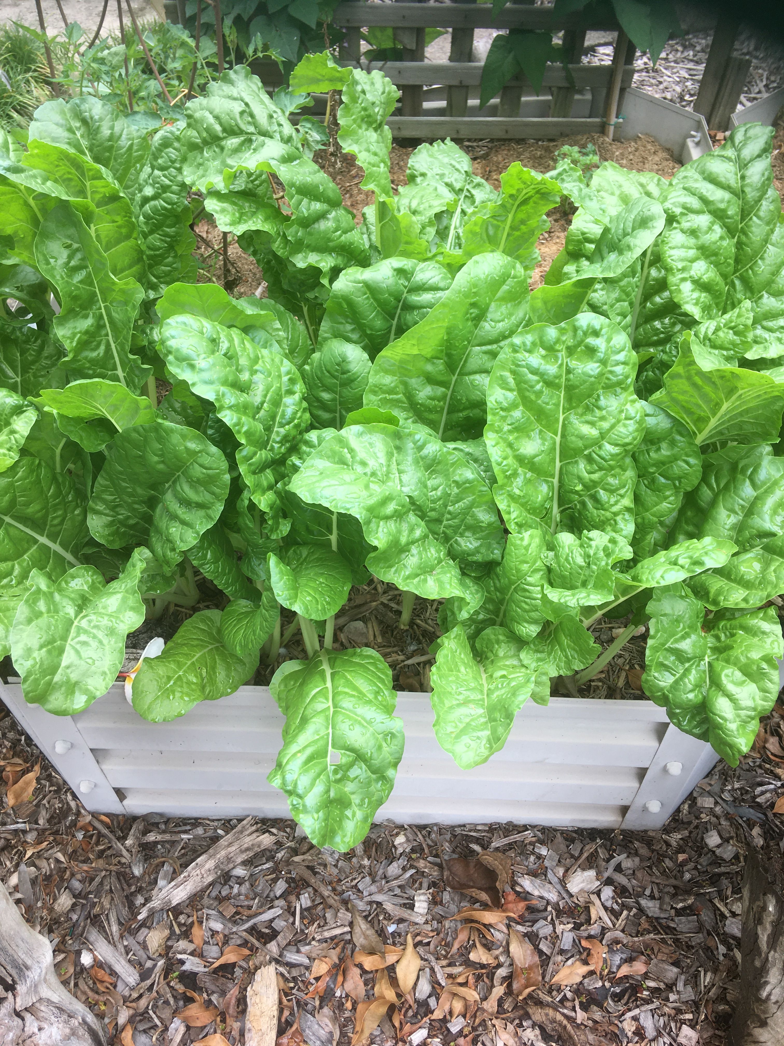 Free Silverbeet TIP | bunch