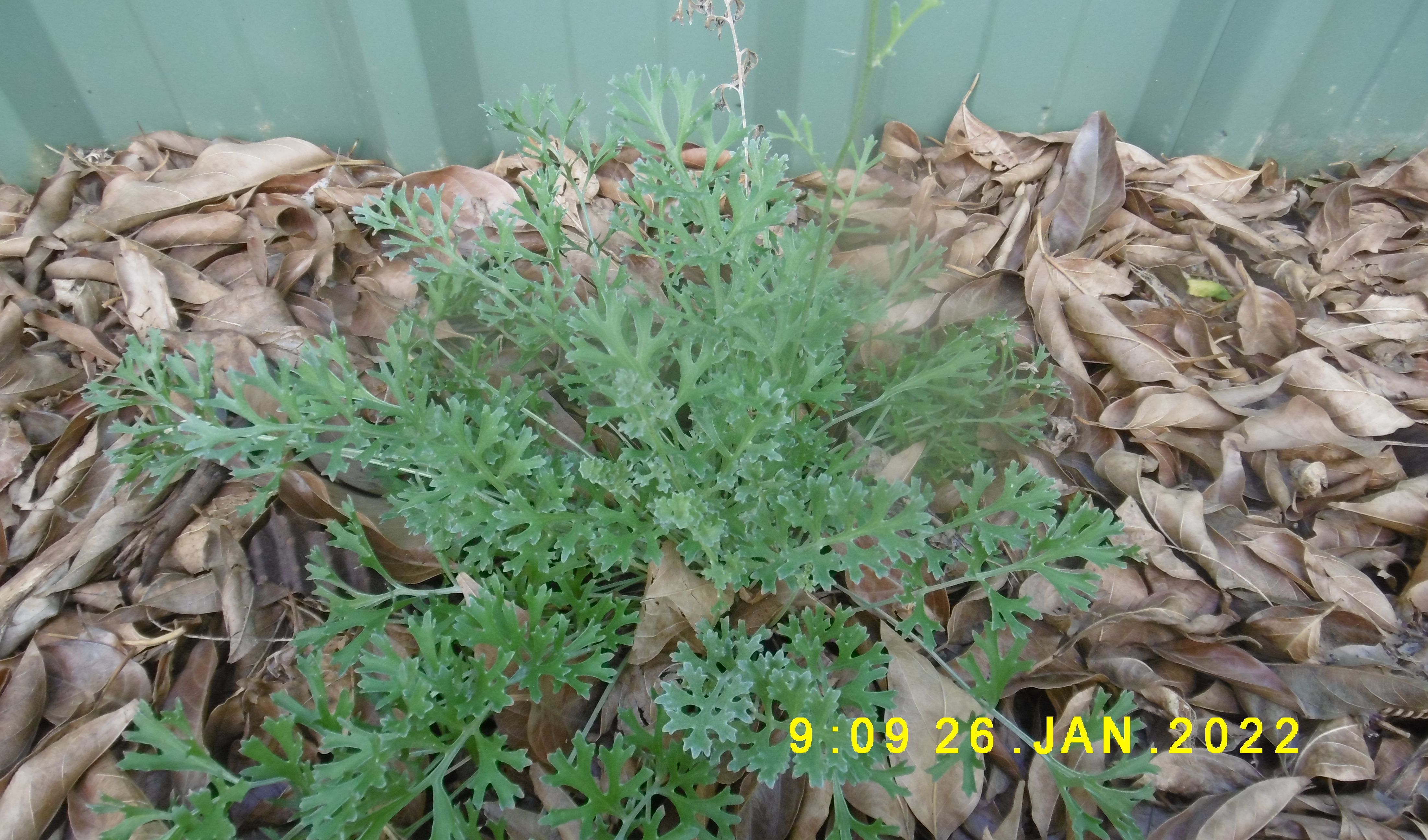 Pyrethrum Daisy | bunch