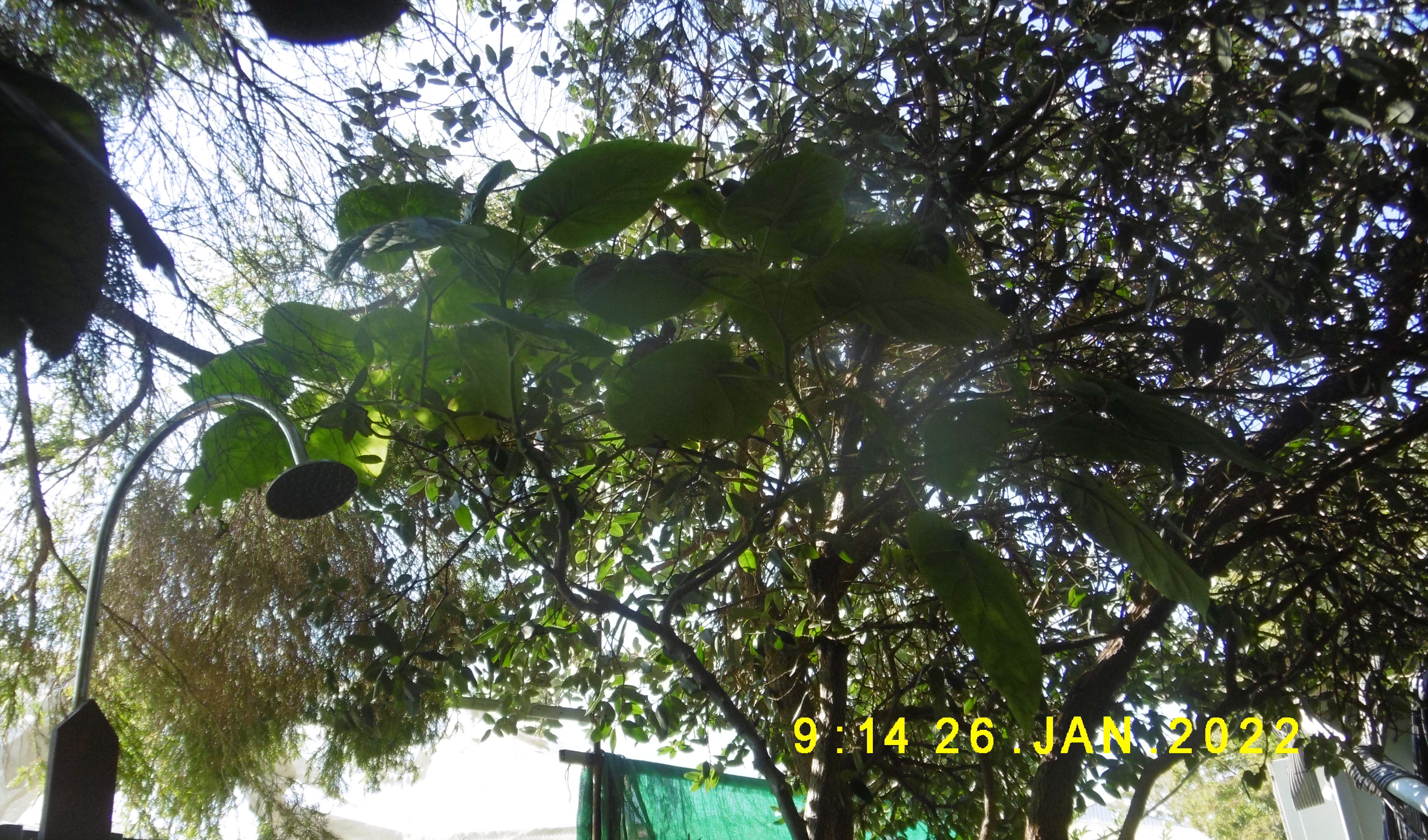 Tree Tomato | bunch