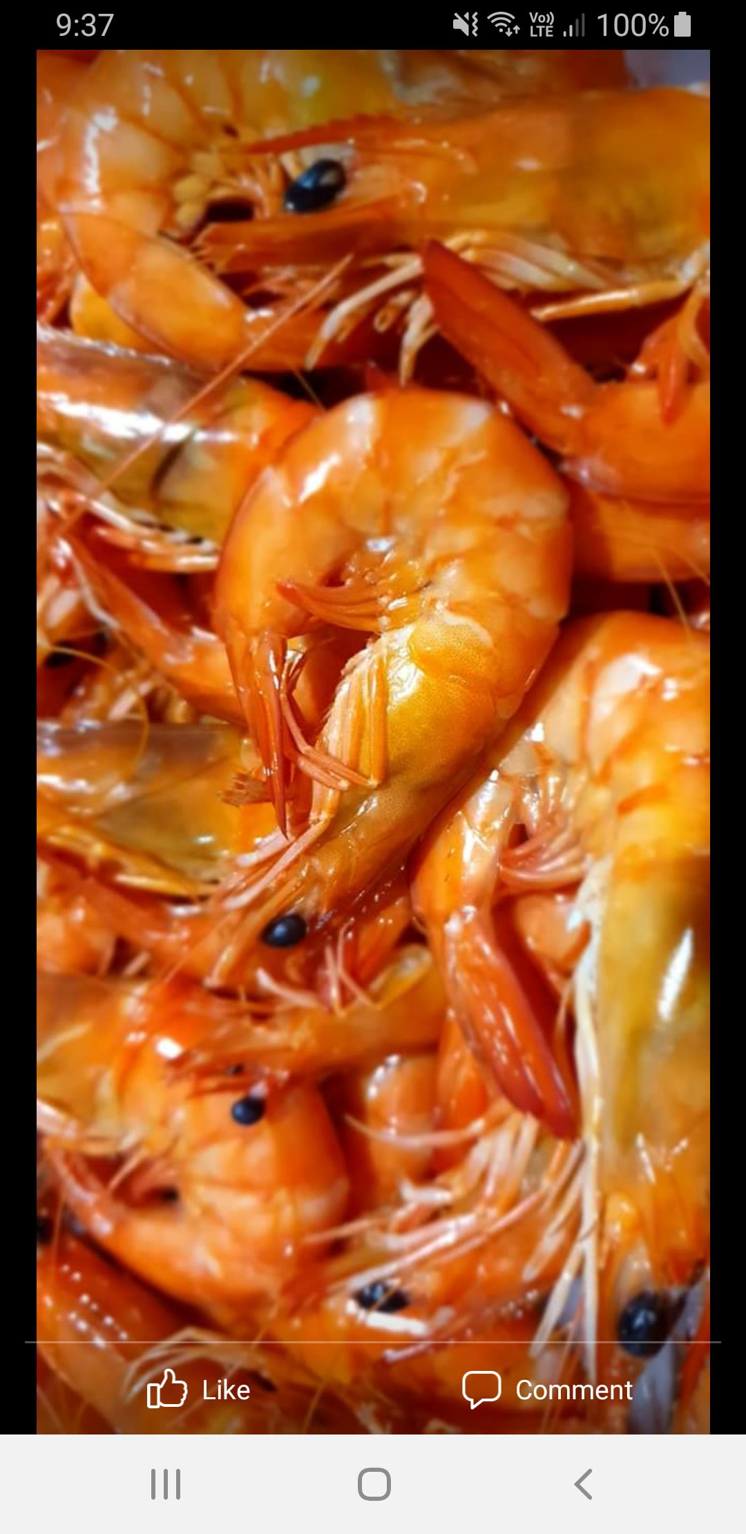 Fresh Prawns | bunch