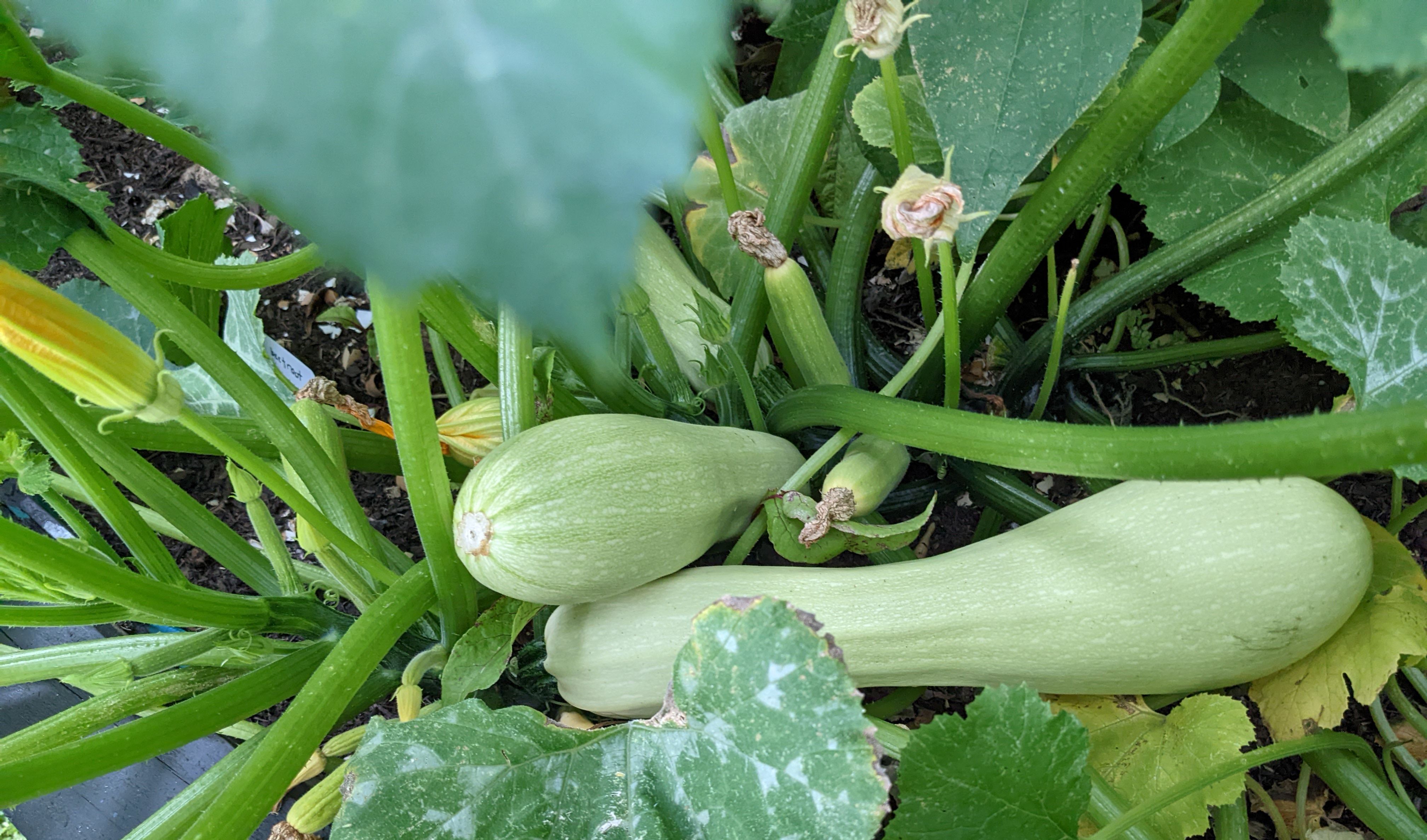White zucchini | bunch