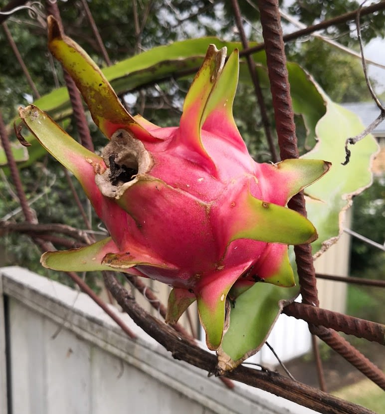 What is that amazing plant popping over the fence? | bunch