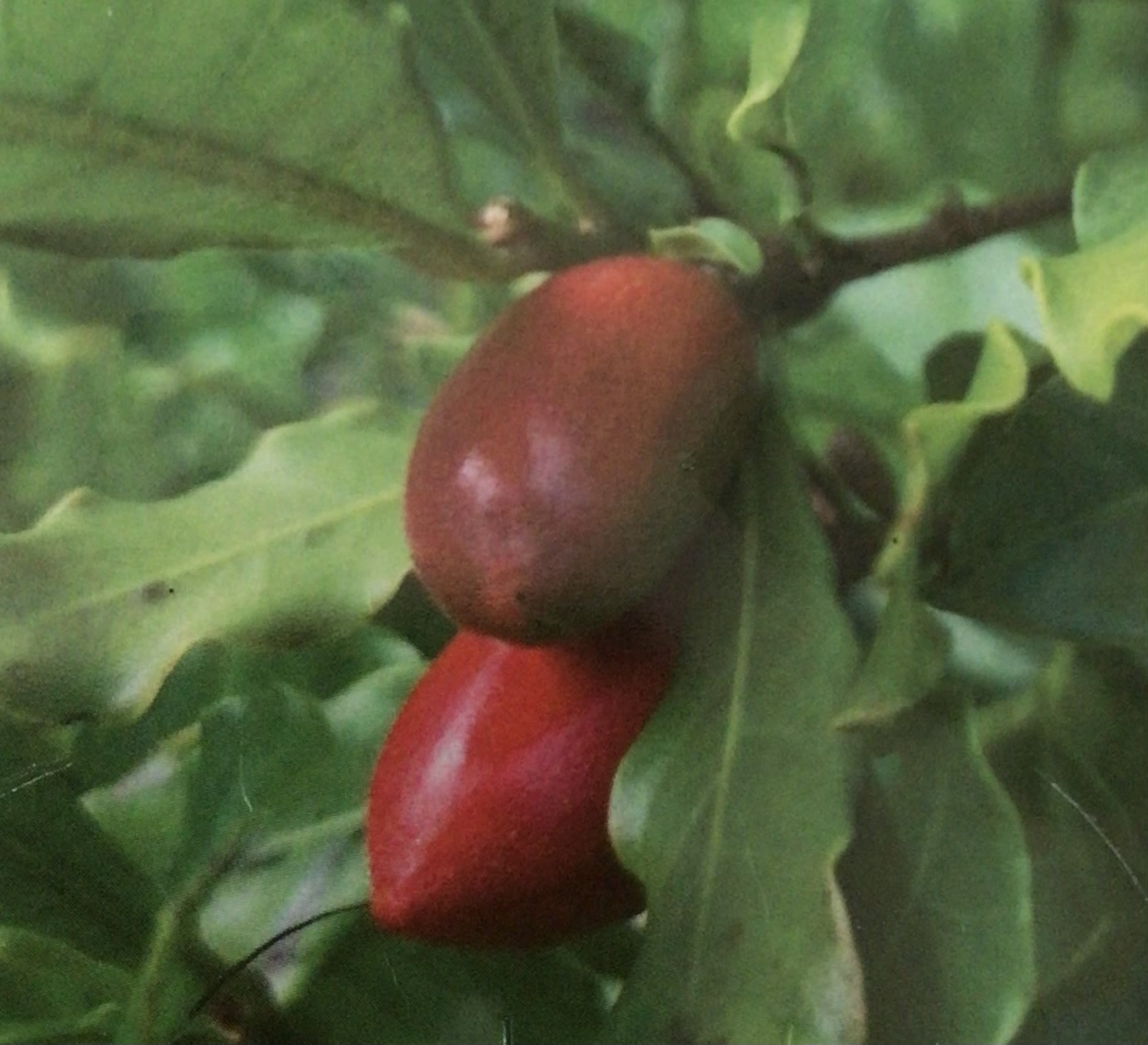 Miracle Fruit (Synsepalum dulcificum) | bunch