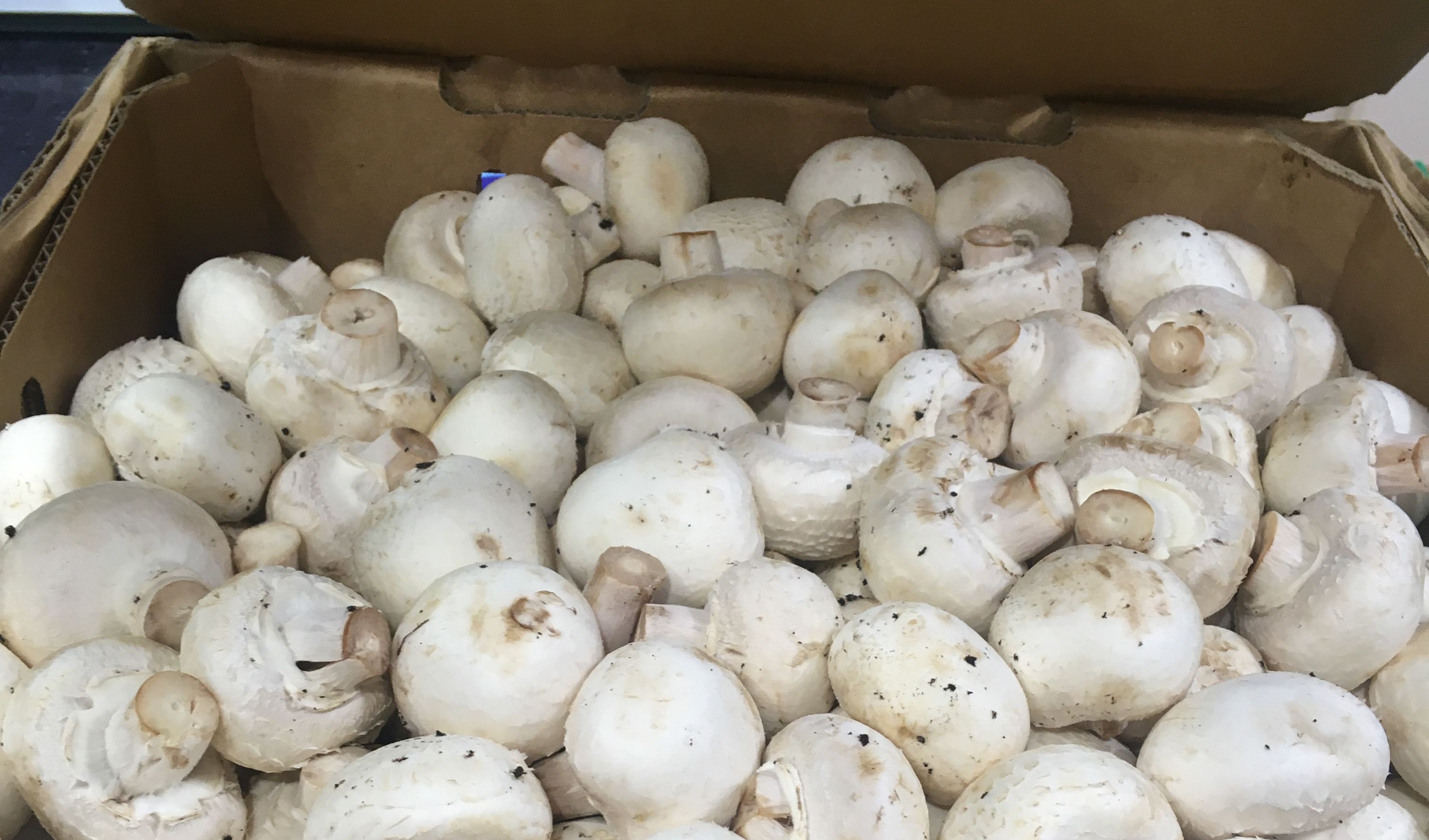 4kg Box of Mushrooms for $10 | bunch