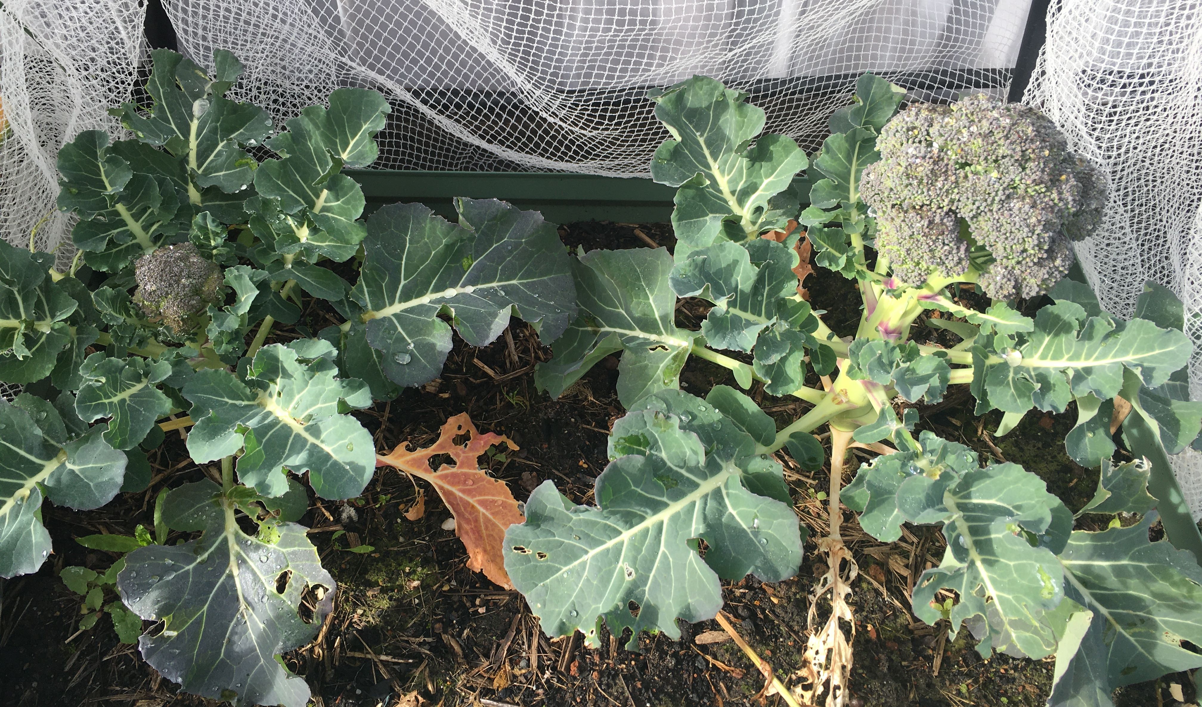 Home produce from my veggie garden | bunch