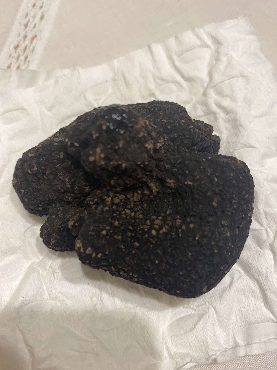 A Culinary Delicacy - The Tartufo ( Truffle) | bunch