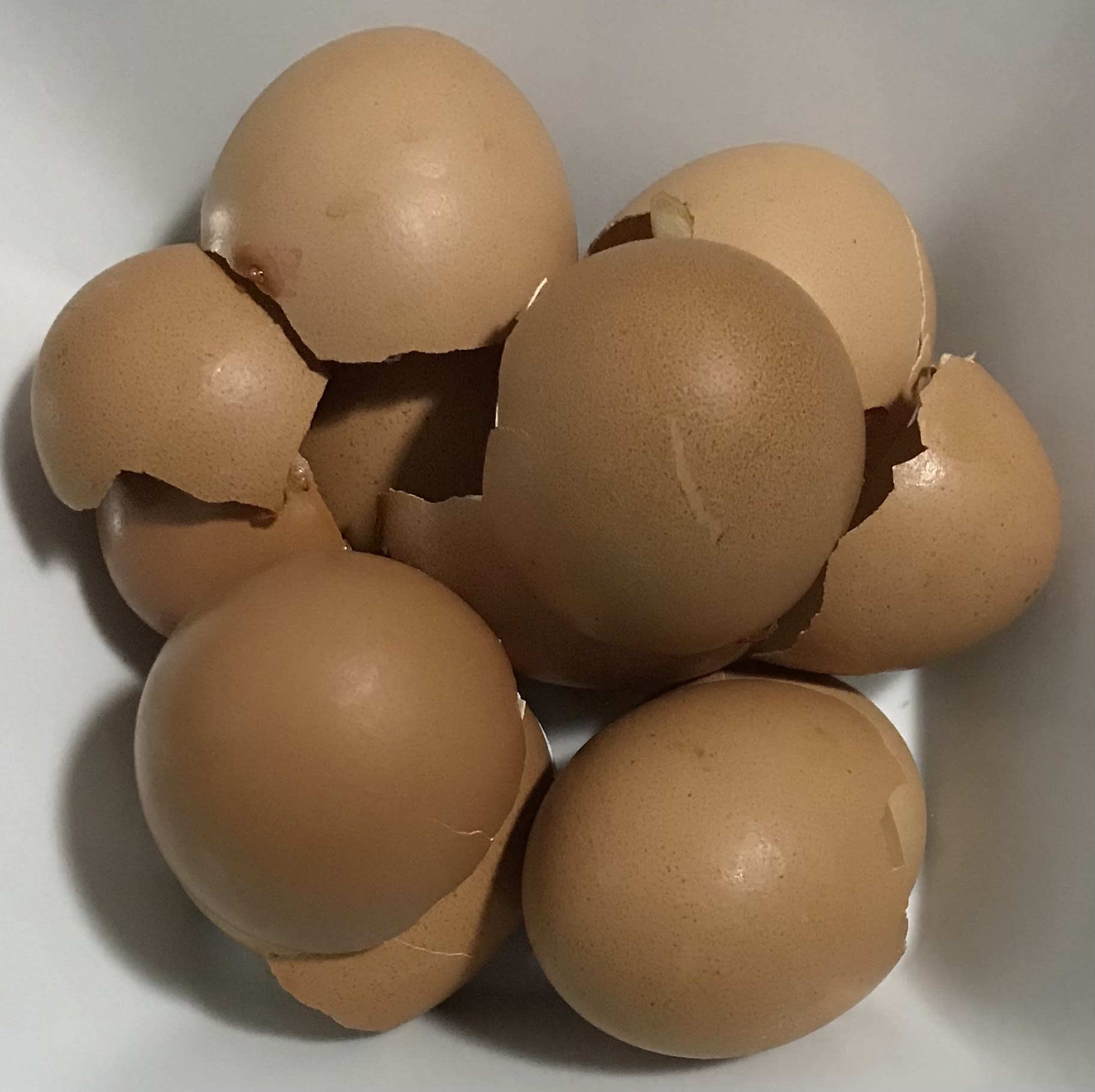 Never throw an eggshell in the bin again. | bunch