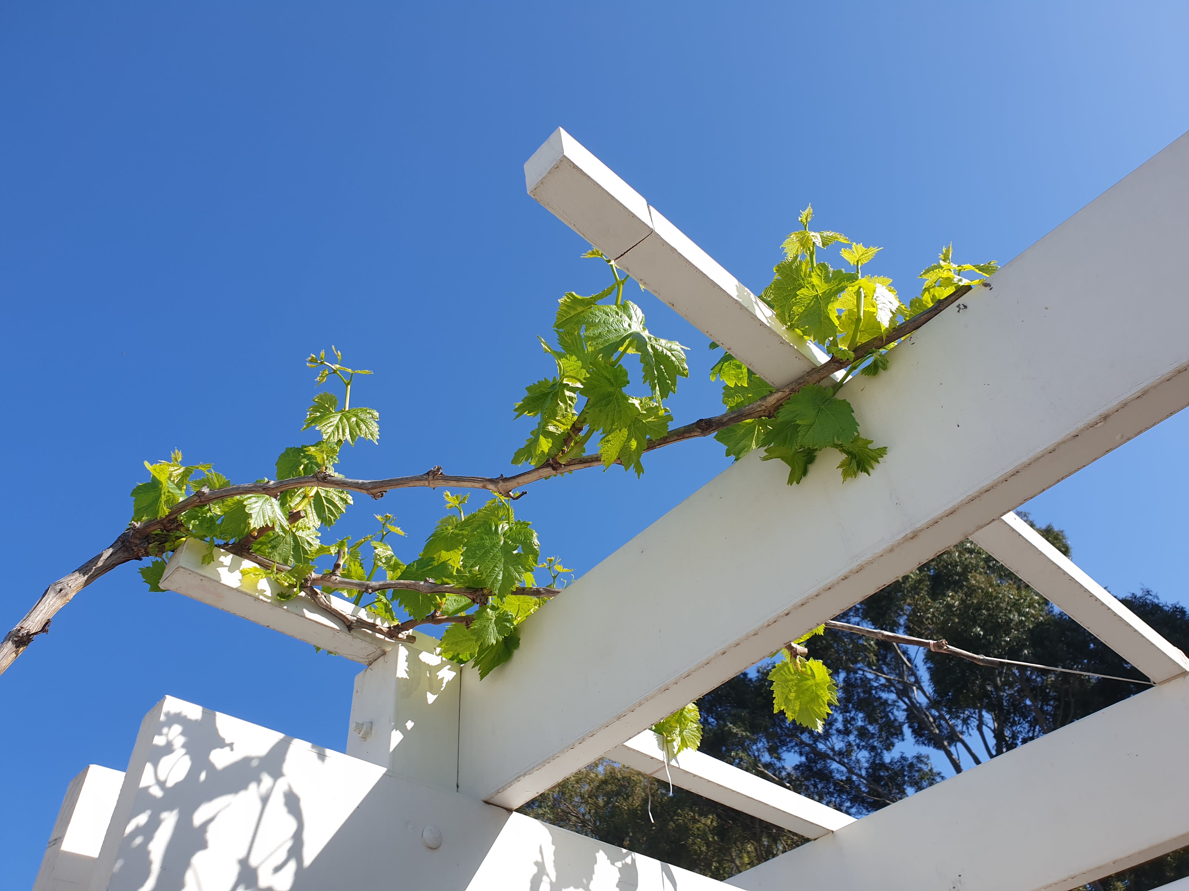 Growing Grapes Over a Pergola | bunch