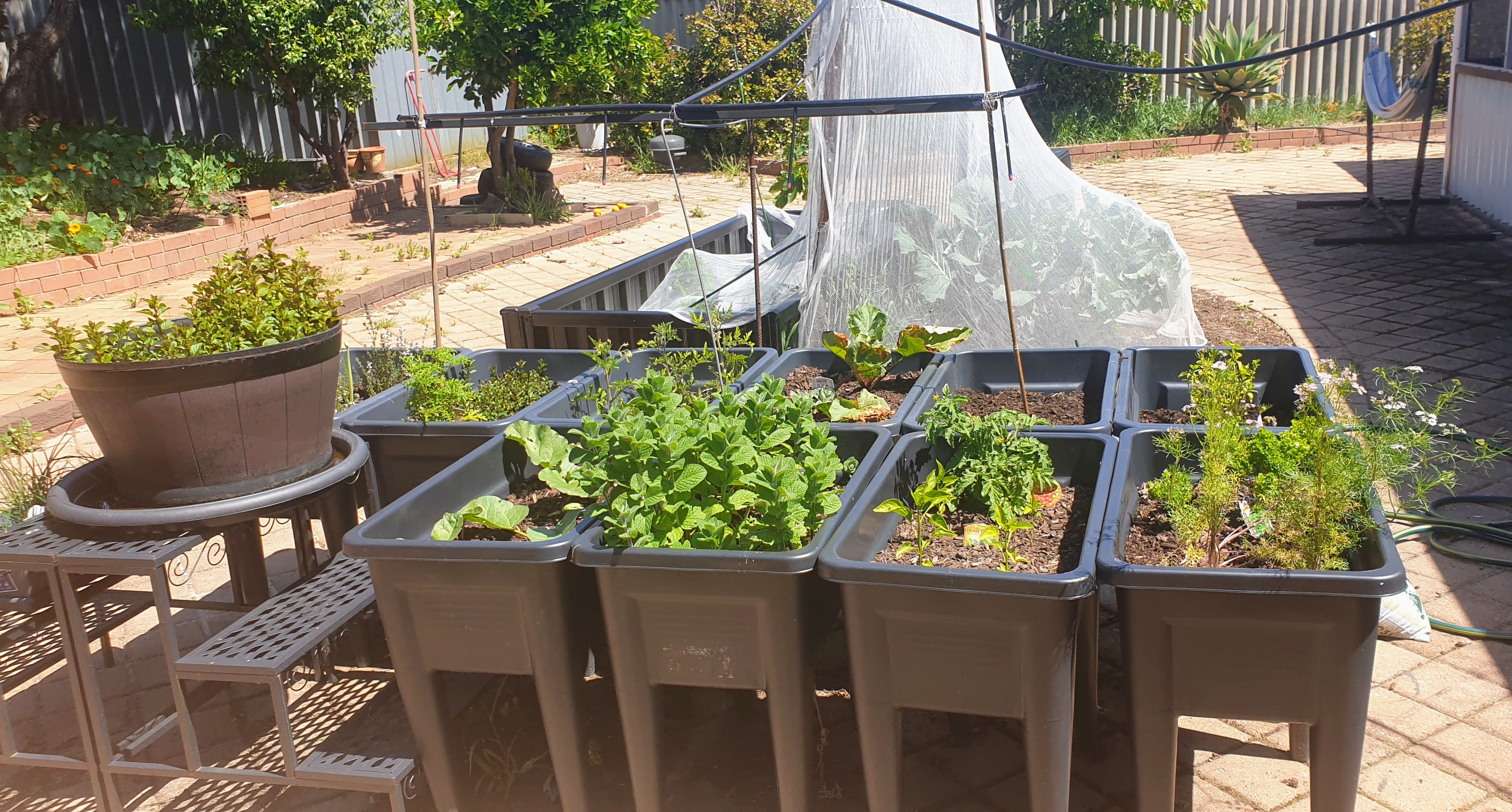 My Mini Vegetable Garden | bunch