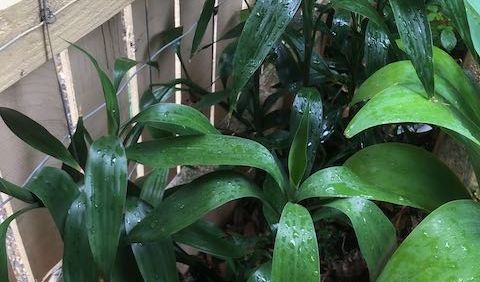 Introduction to Lucky Bamboo | bunch