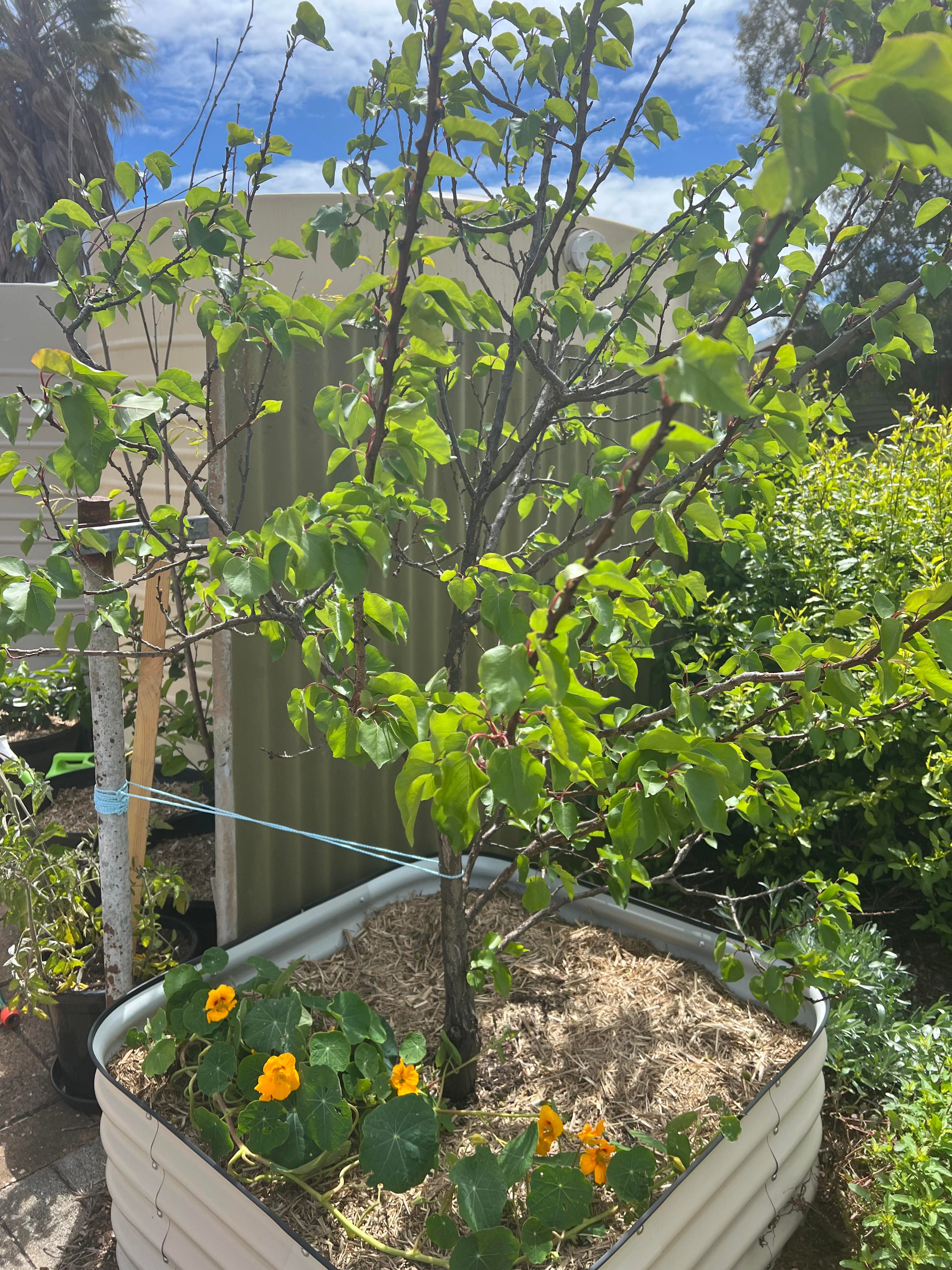 Budget trees in expensive holes | bunch