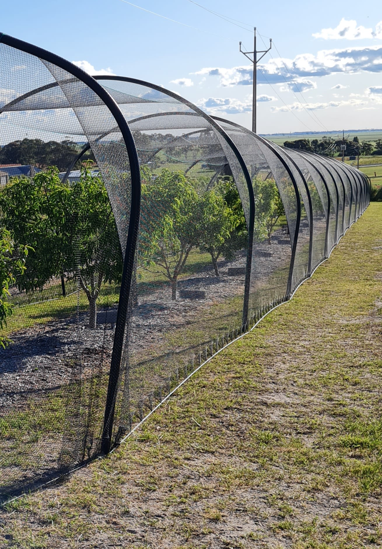 Fruit trees ...and birds | bunch