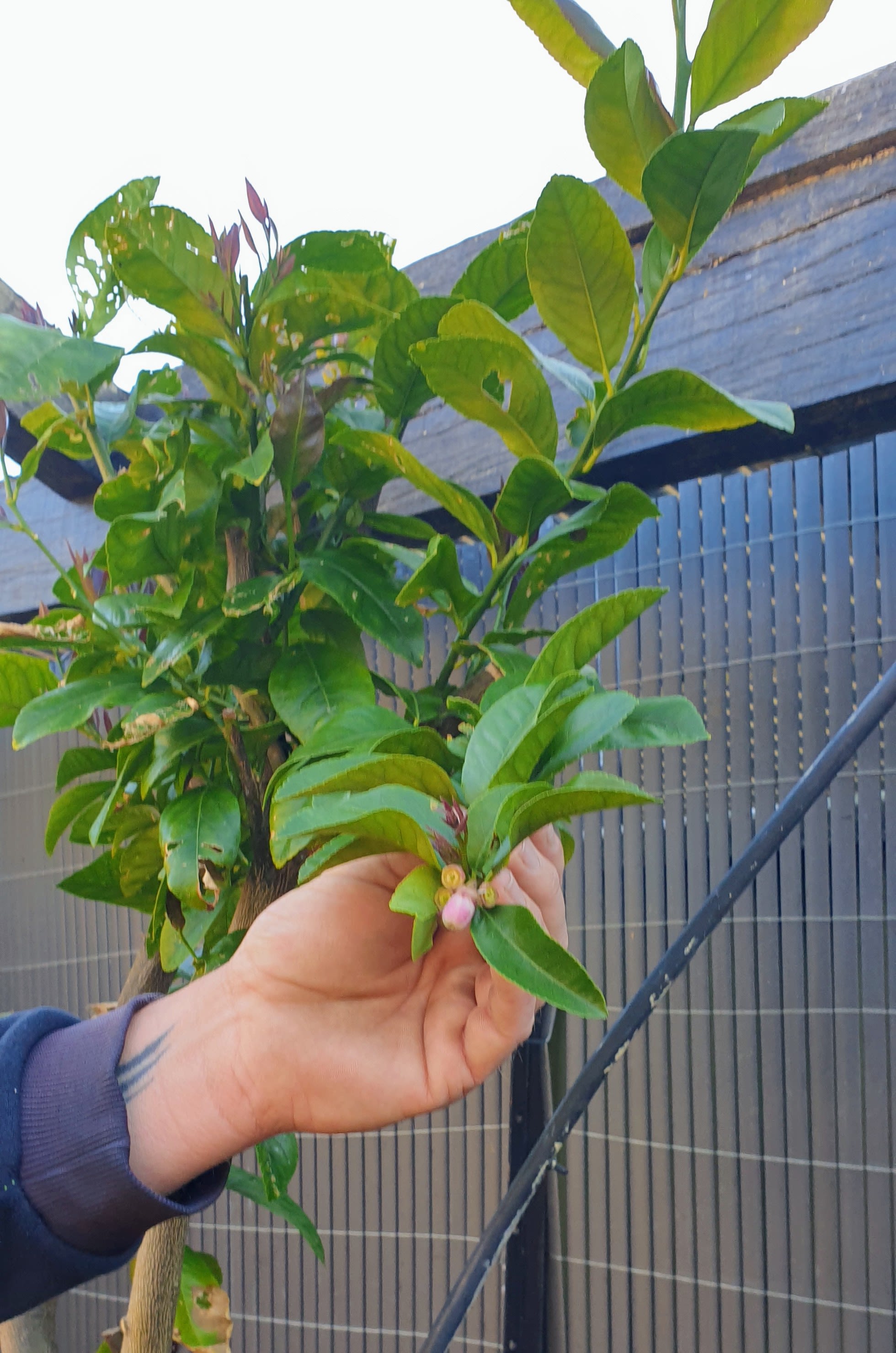 My Mini Vegetable Garden is Blooming | bunch