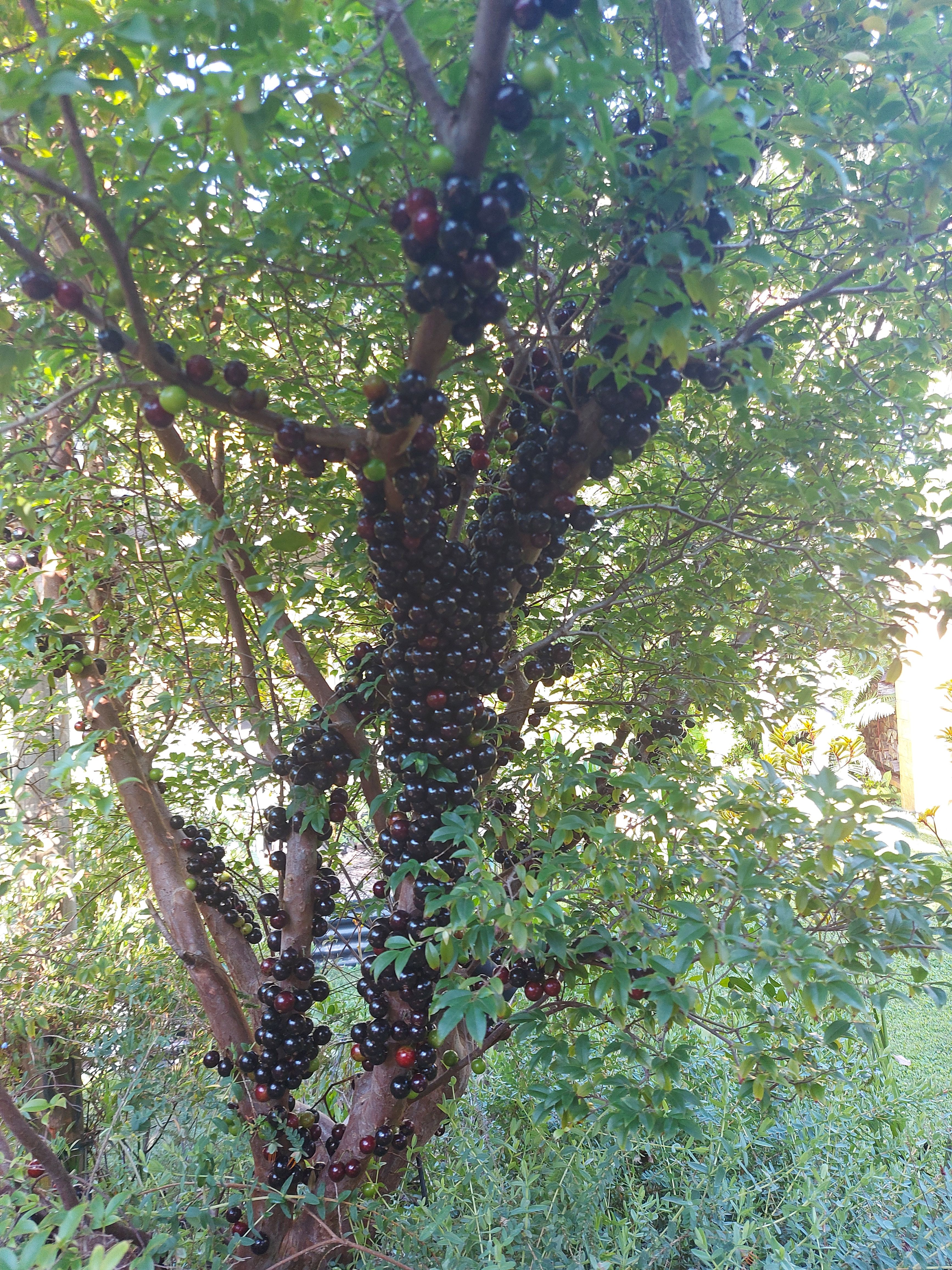 Jaboticaba Tree grows fruit on its trunk! | bunch