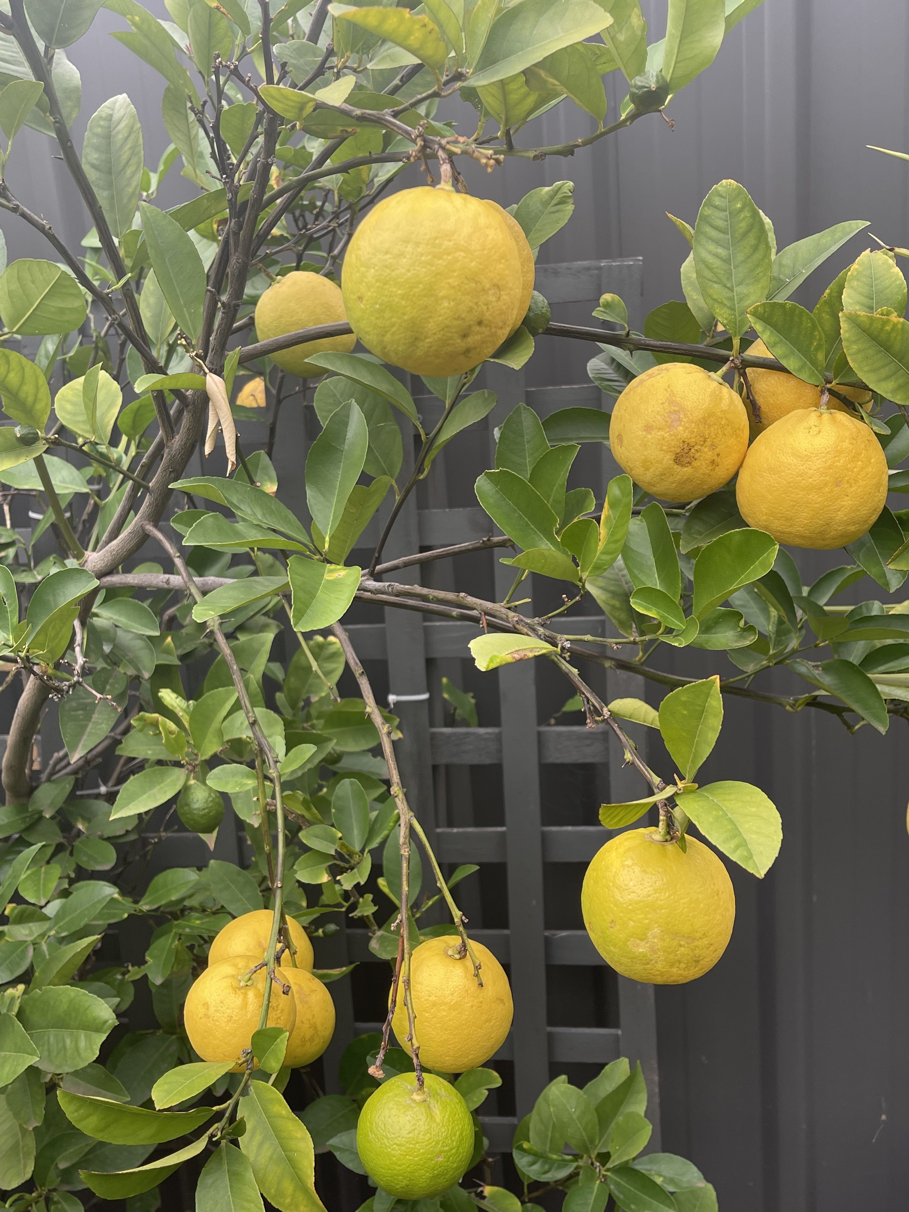 Have you ever tried a lemonade lemon fruit? | bunch