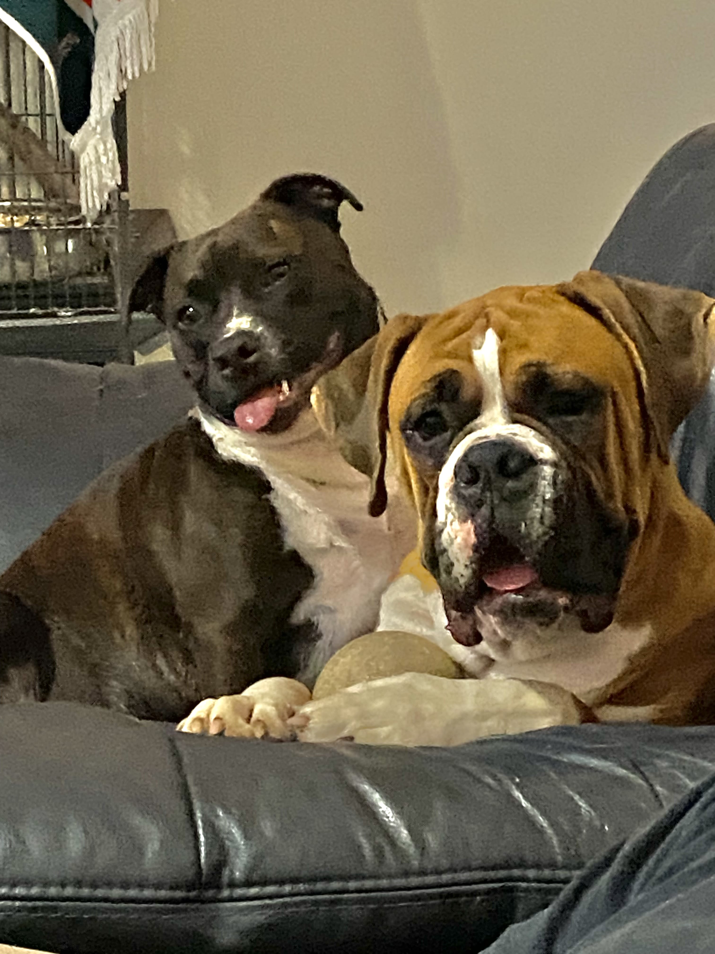My Fur Babies | bunch