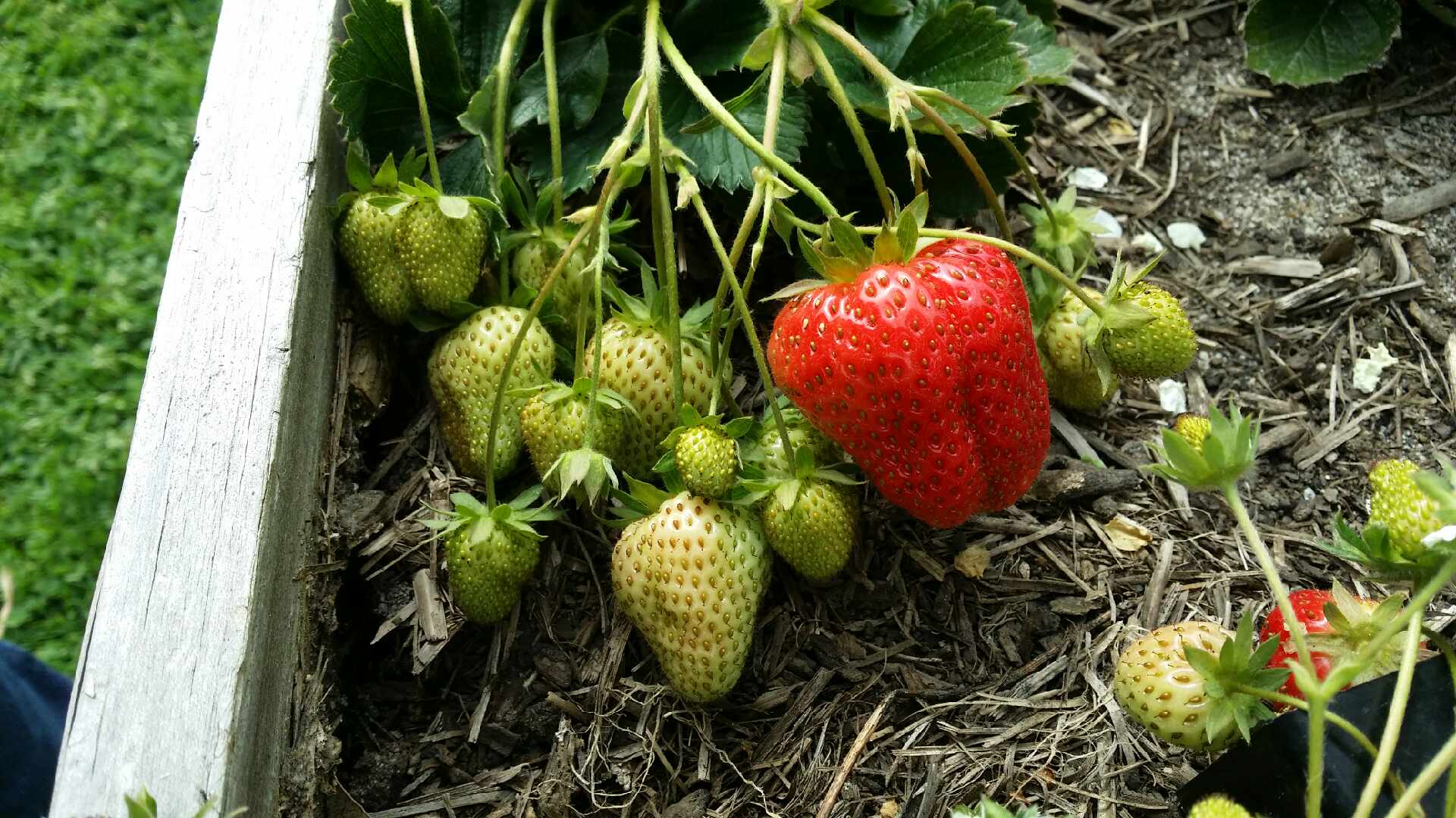 Some gardening tips. | bunch