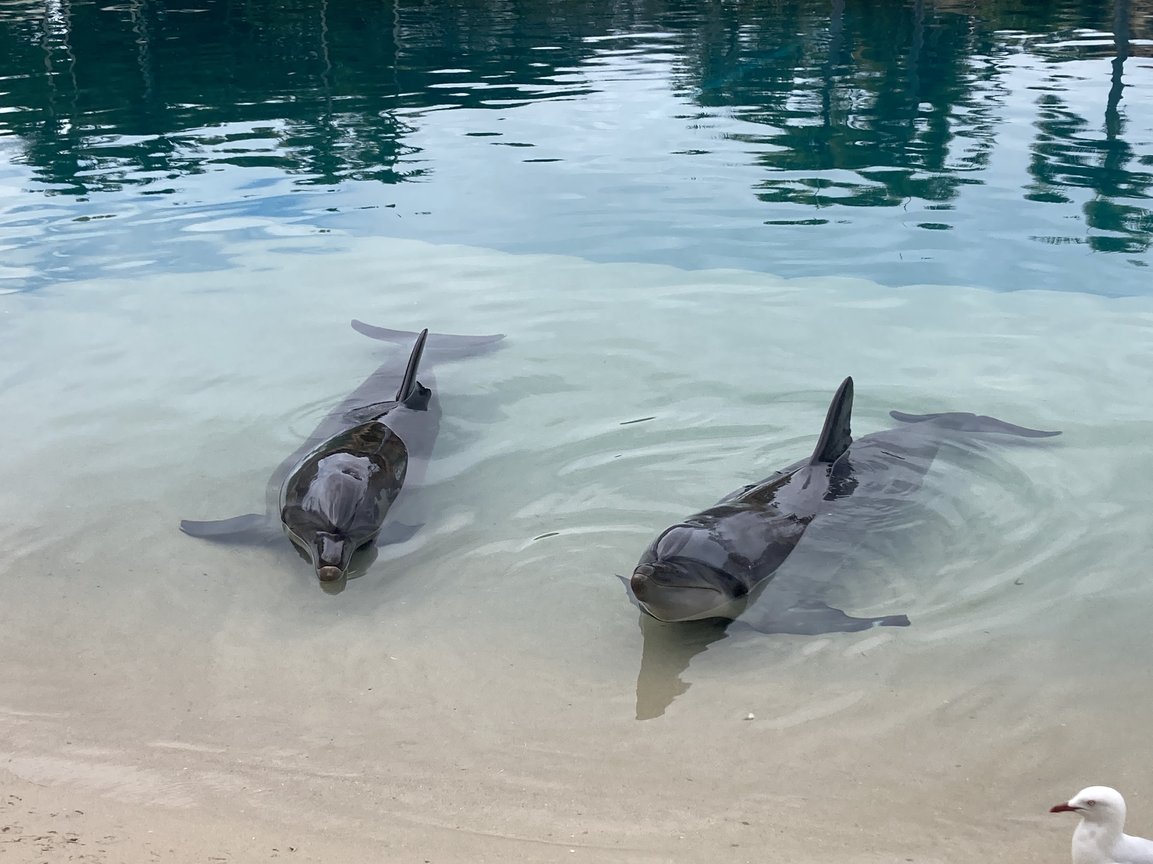 A Weekend at Seaworld Resort | bunch