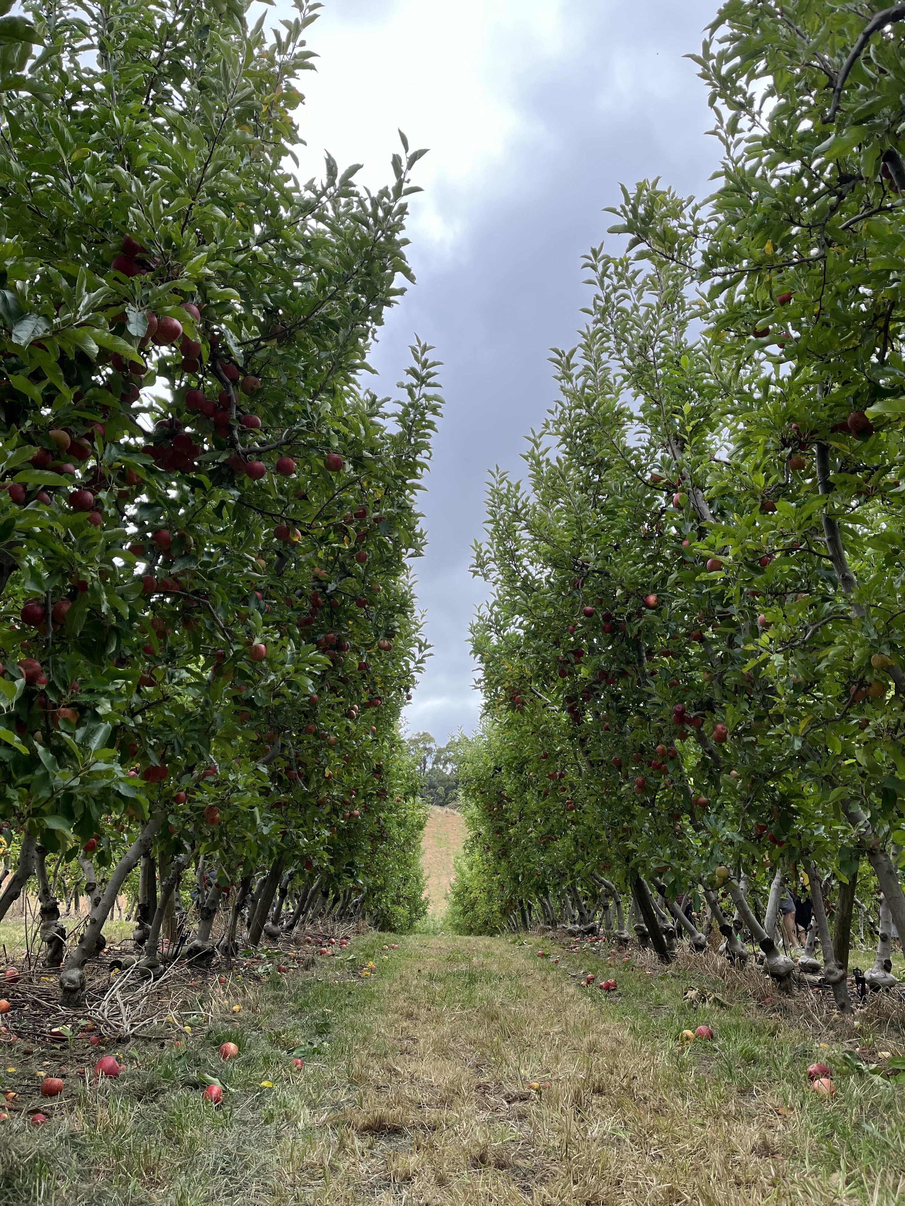 Apple picking at Lenswood SA | bunch